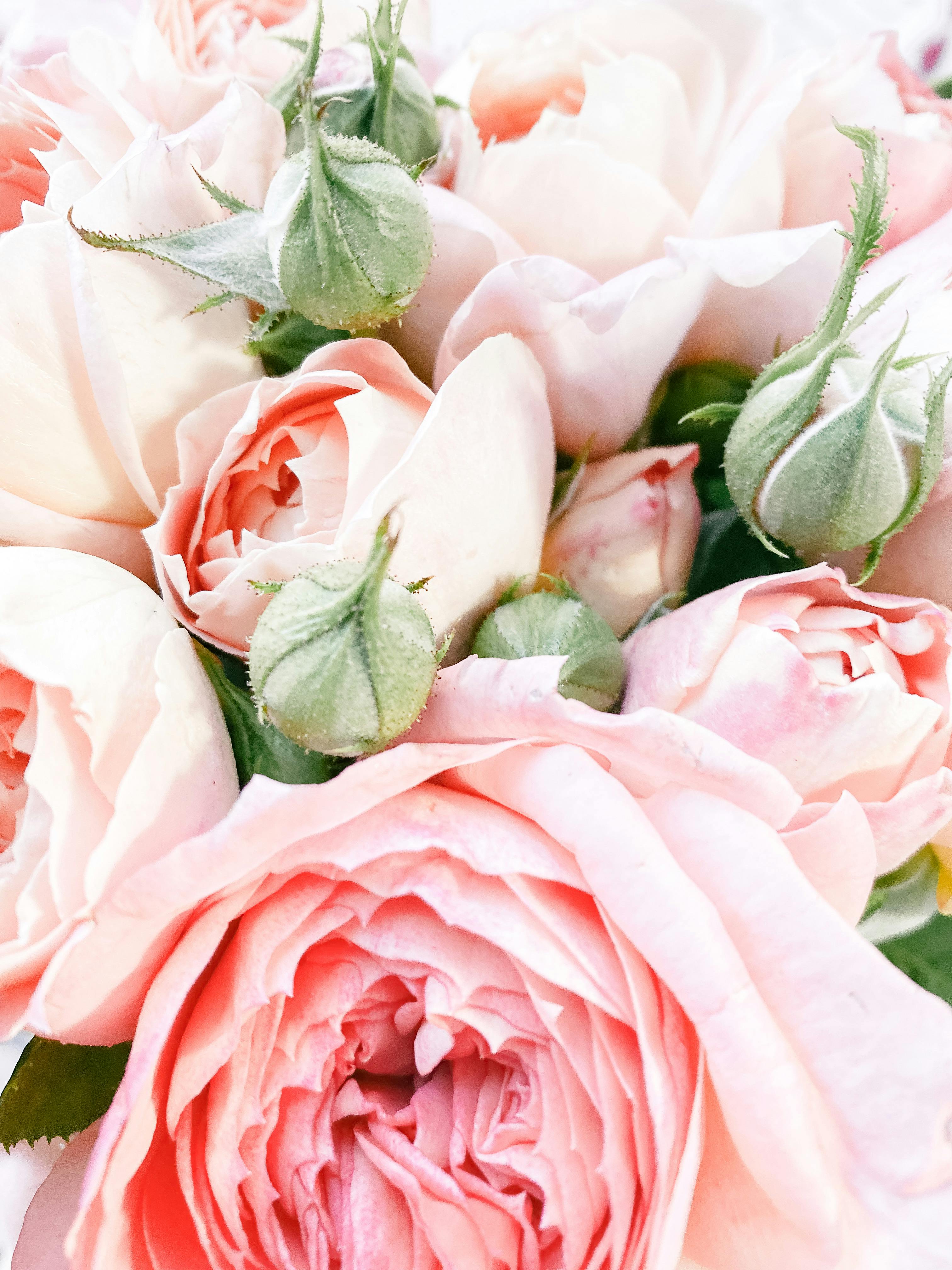 Photo of Pink Roses · Free Stock Photo