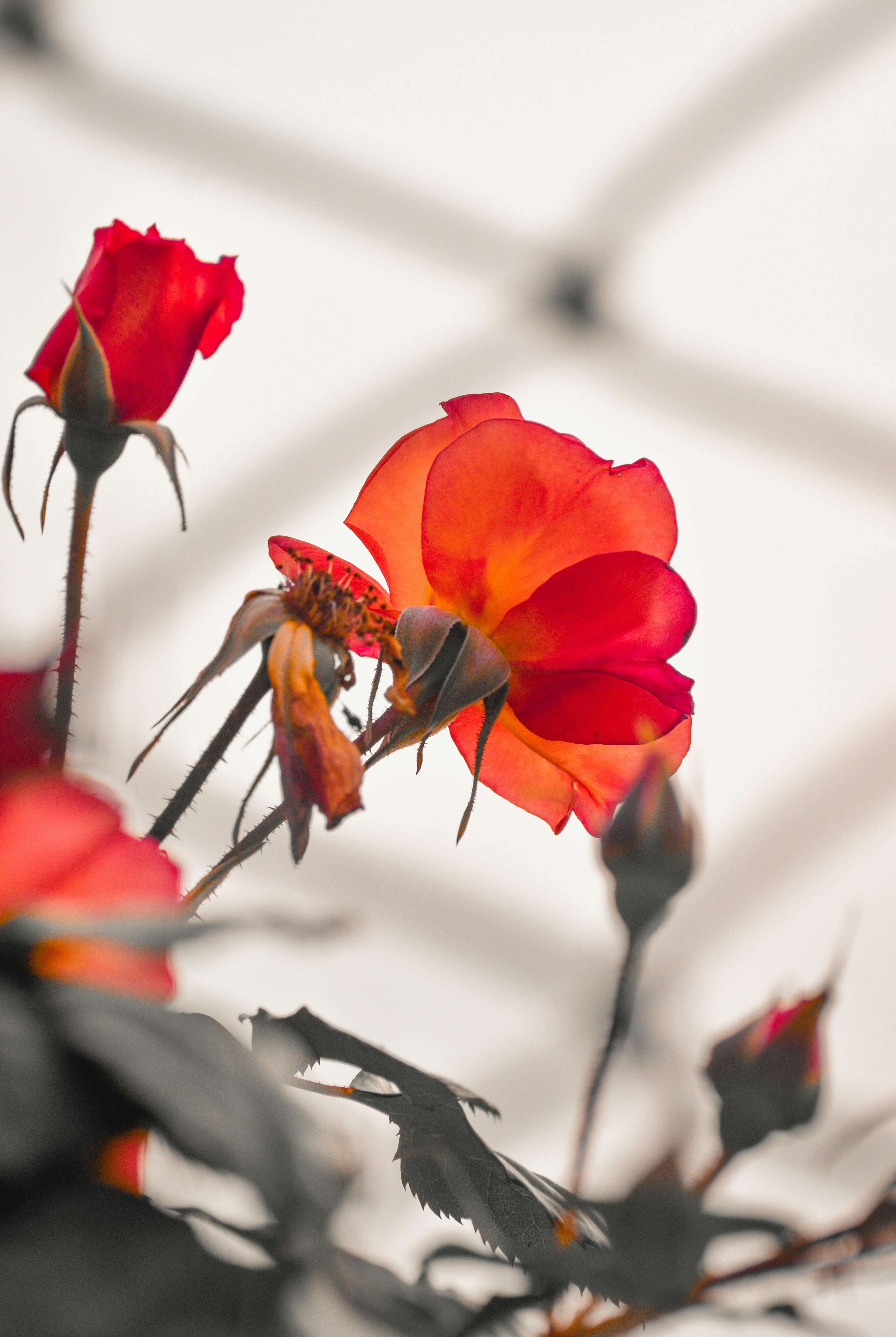 Red Roses Planted in a Garden · Free Stock Photo