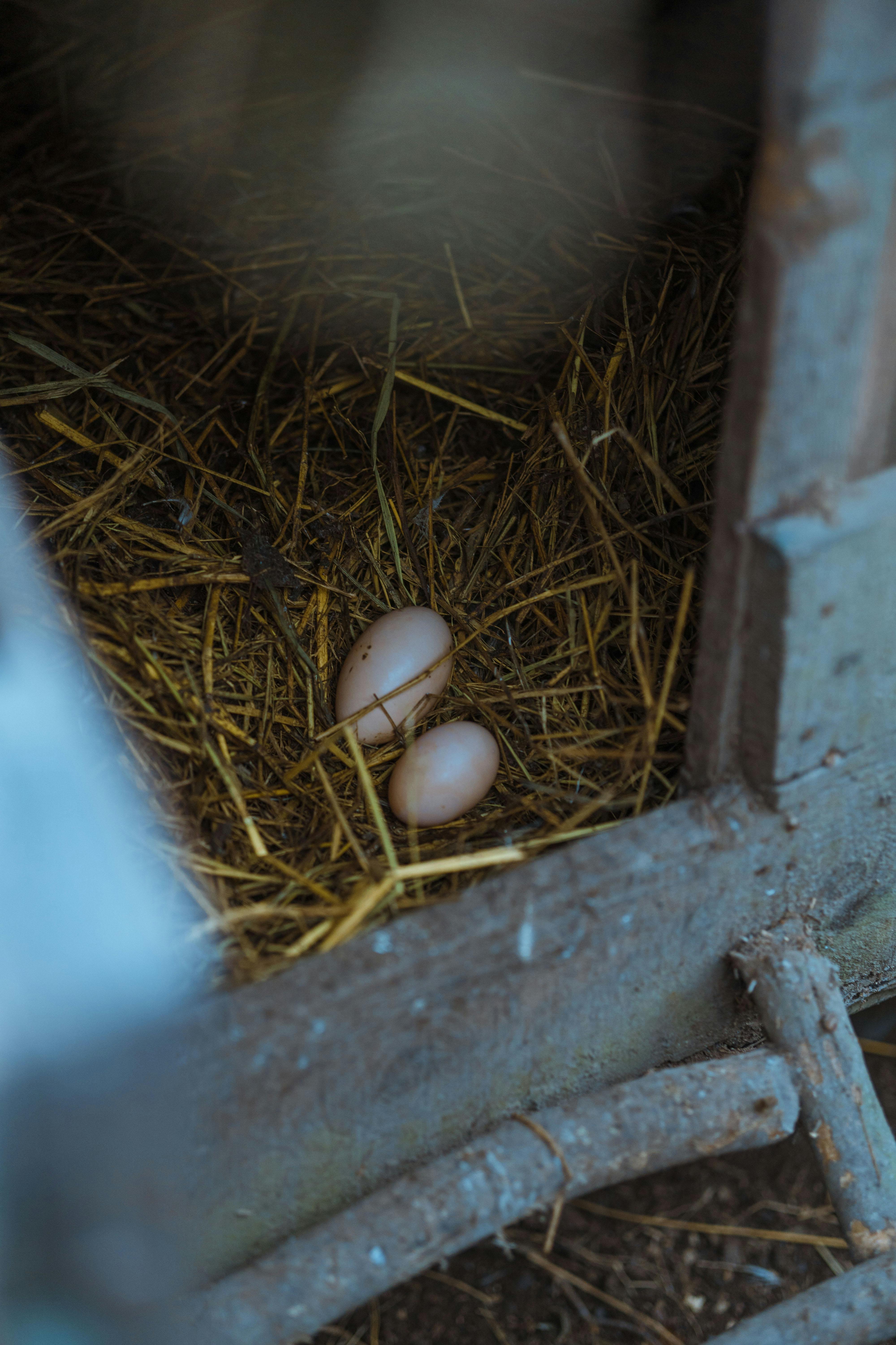 Farm Animal Reproduction Photos, Download The BEST Free Farm Animal ...