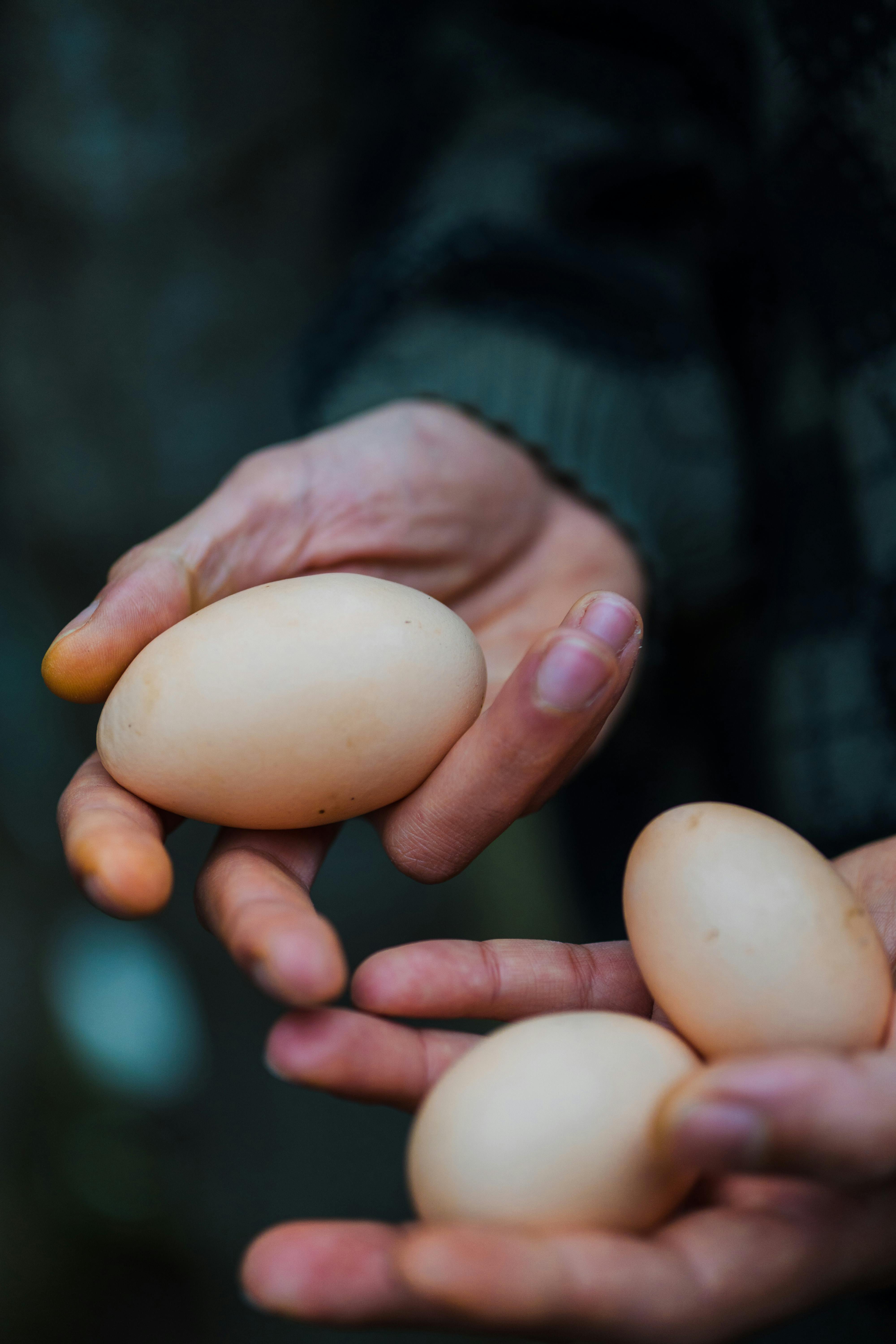 Eggs in Hands · Free Stock Photo