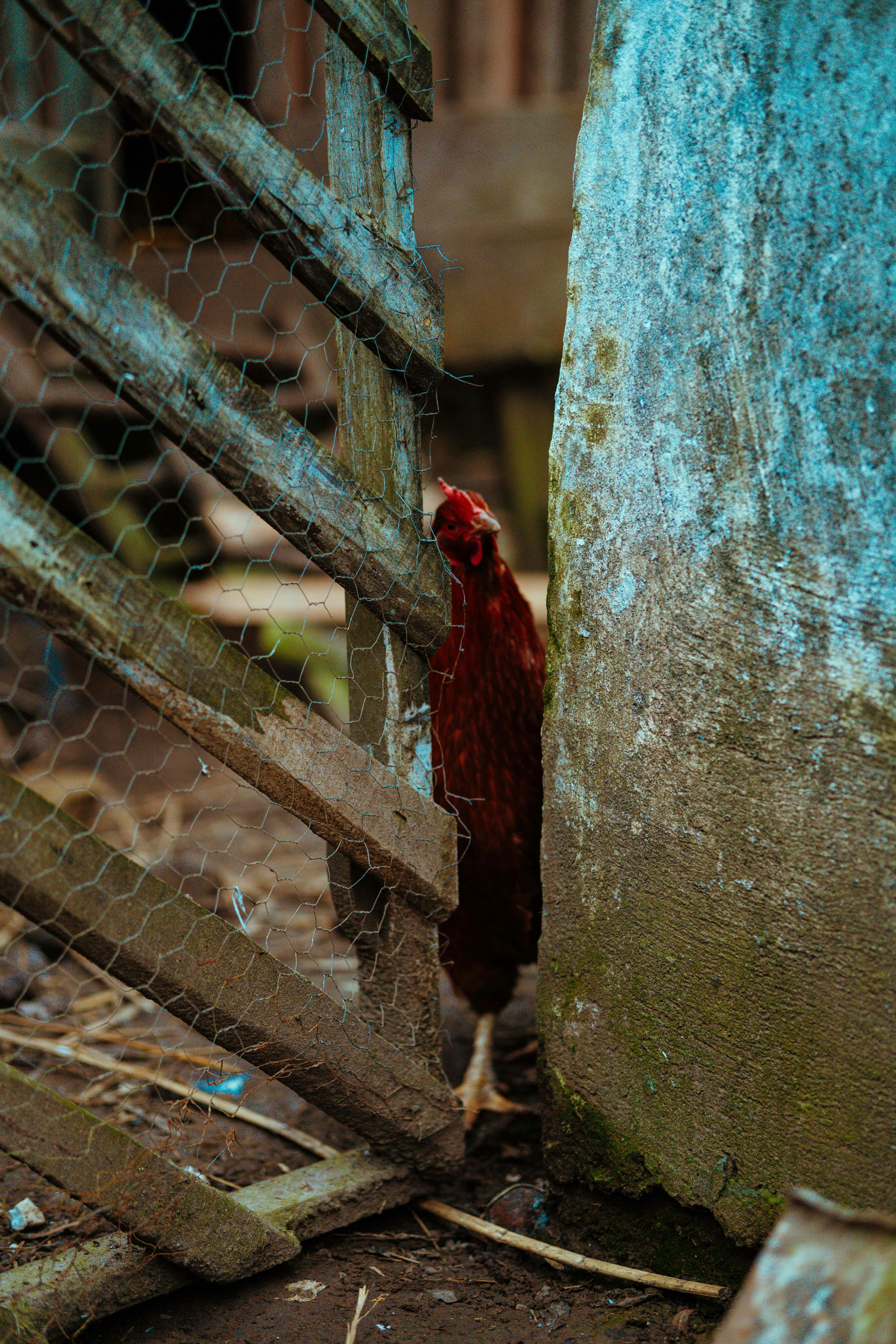 Red Rooster Inside a Wooden Cage · Free Stock Photo