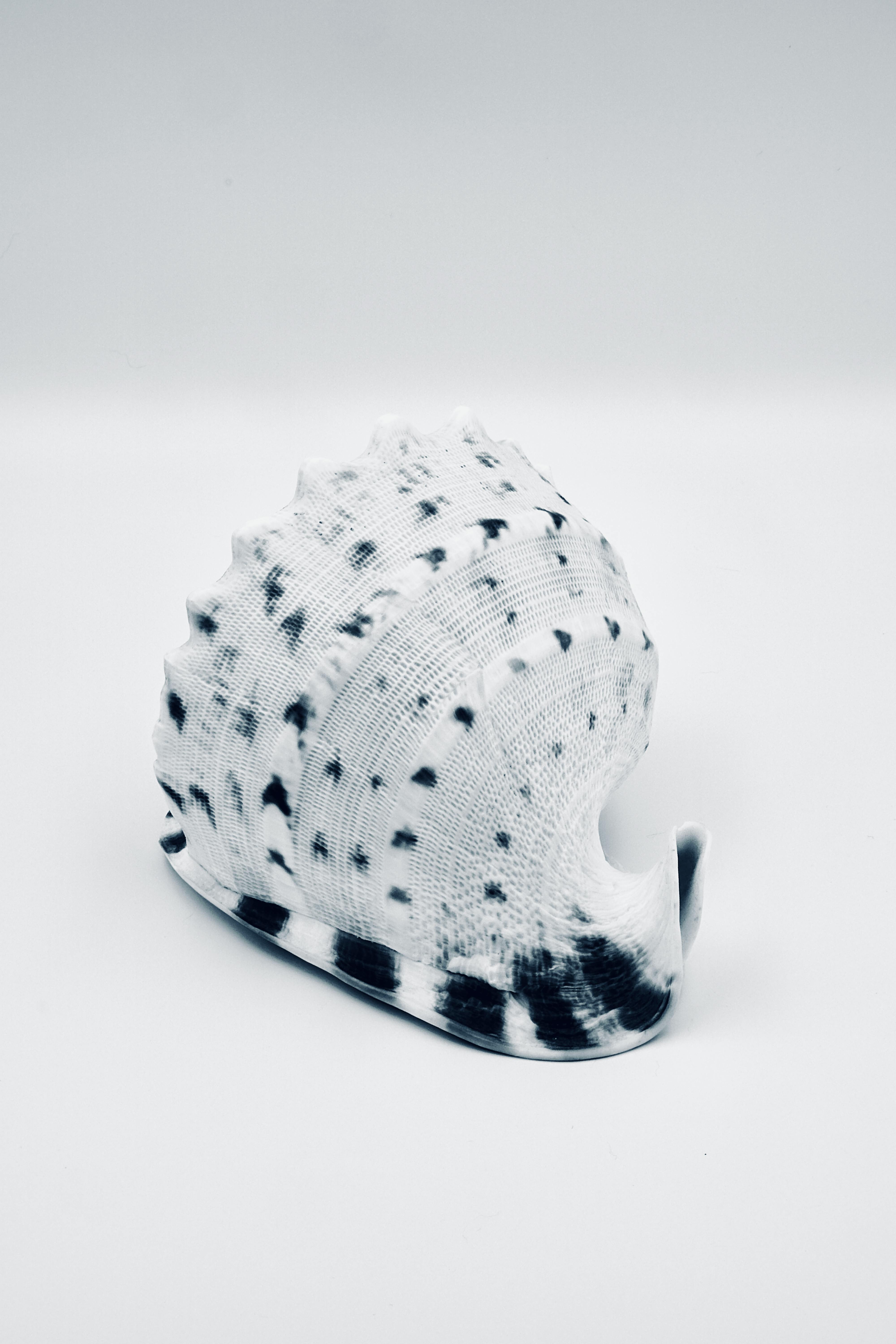 White and Black Shell · Free Stock Photo