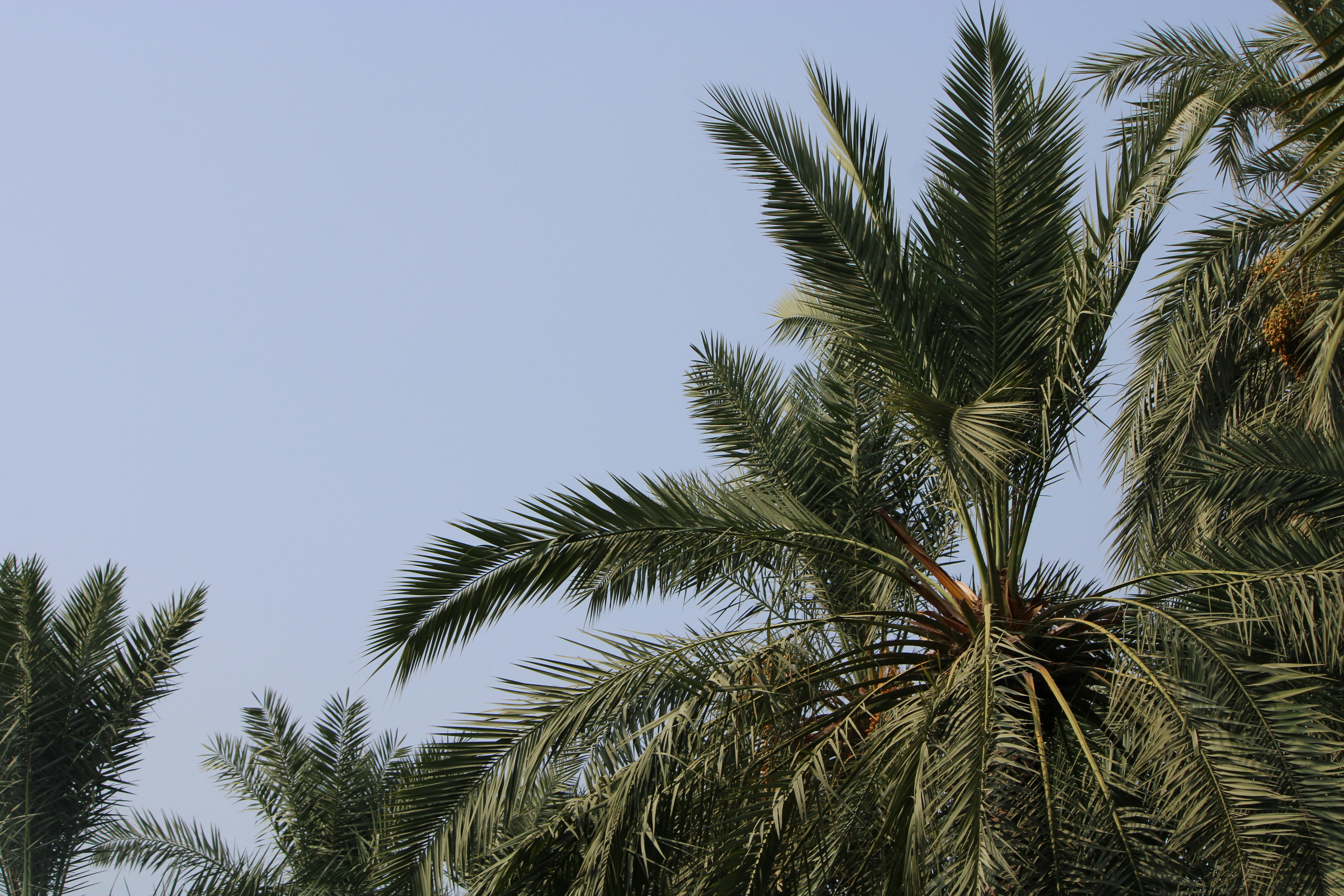 Low Angle Photography Of Palm Tree · Free Stock Photo