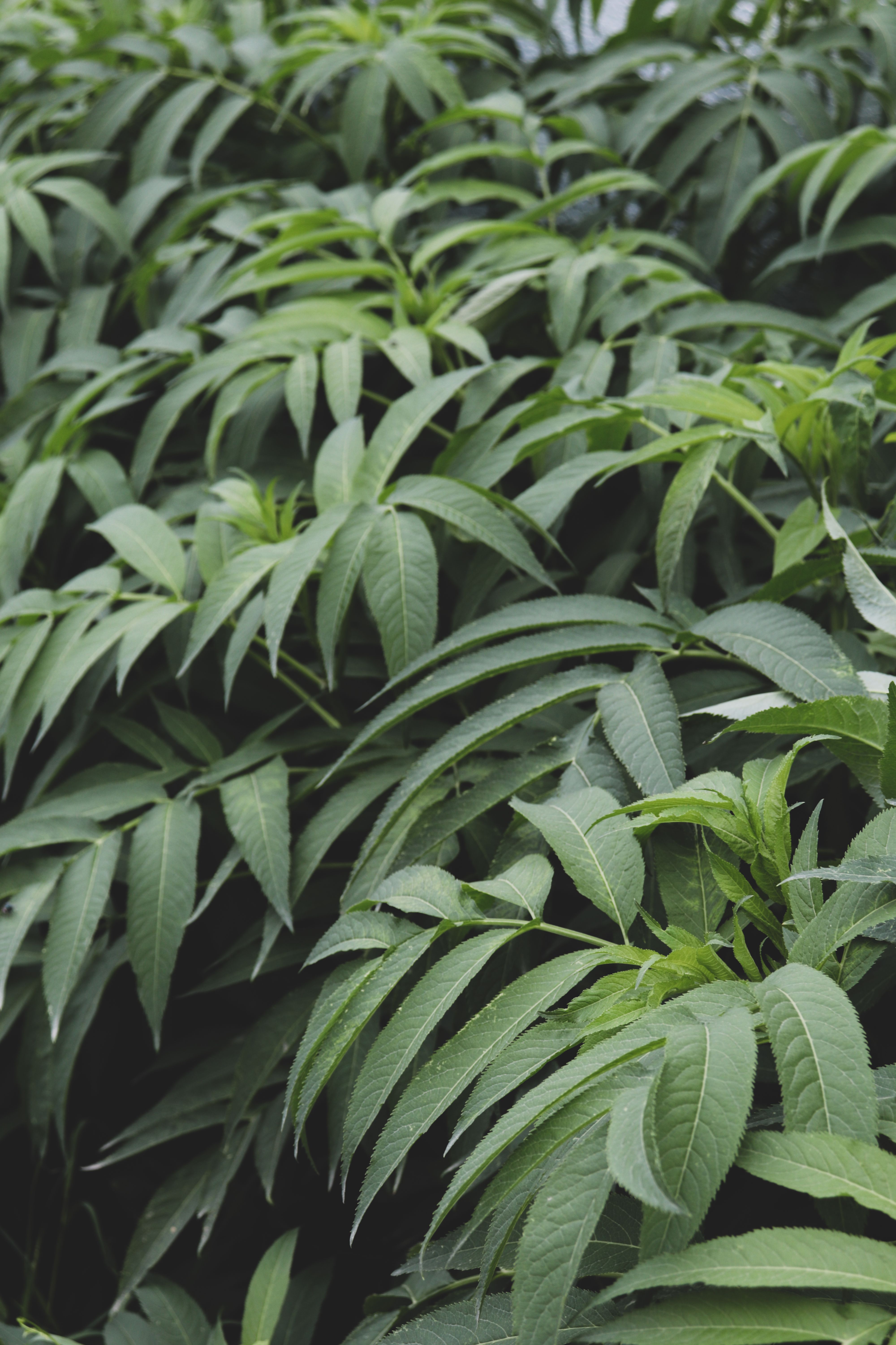 Close-Up Shot of Kalo Leaves · Free Stock Photo