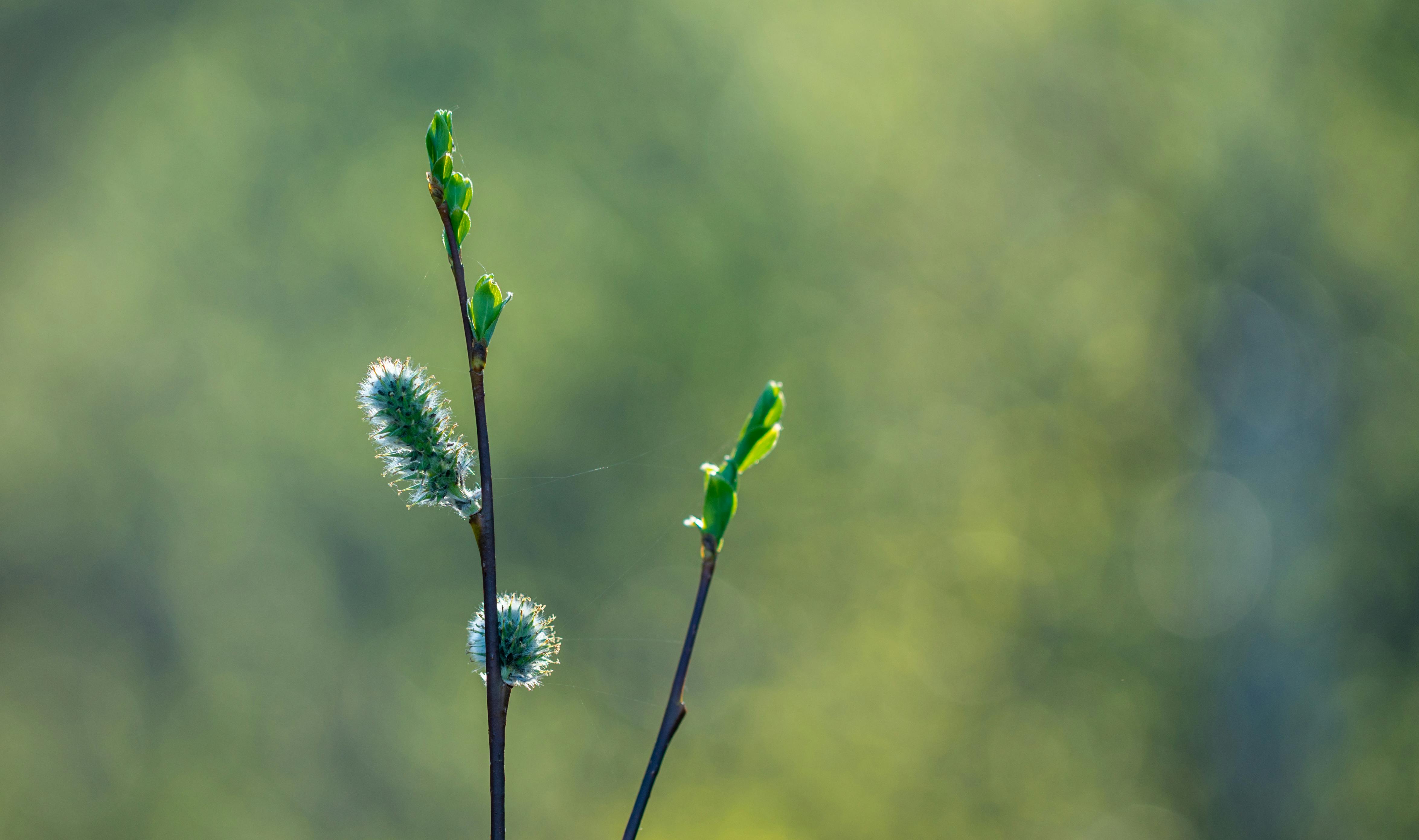 Selective Focus Photo of Green Plant · Free Stock Photo