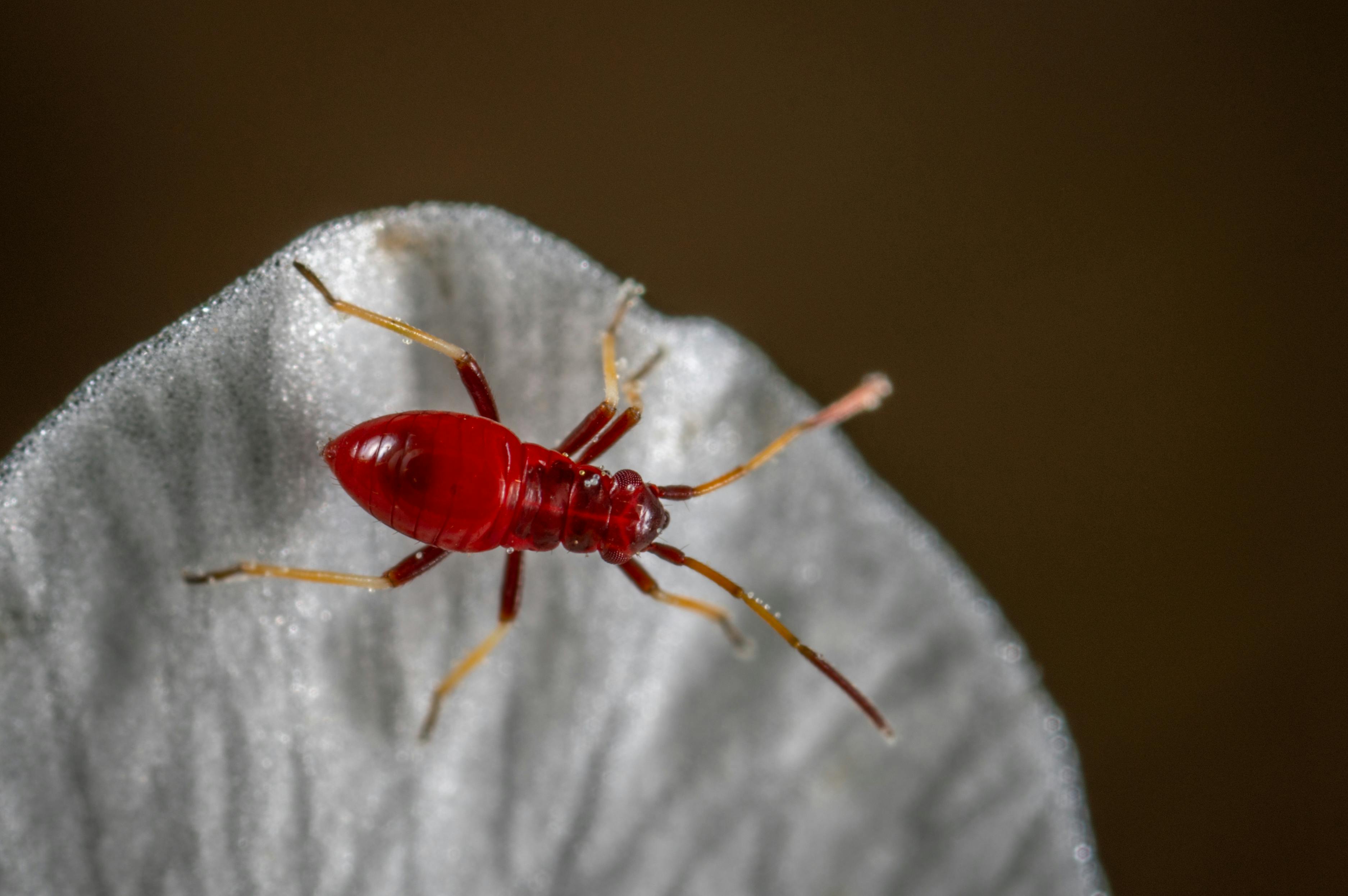 Macro Photo of Red Assassin Bug on White Textile · Free Stock Photo