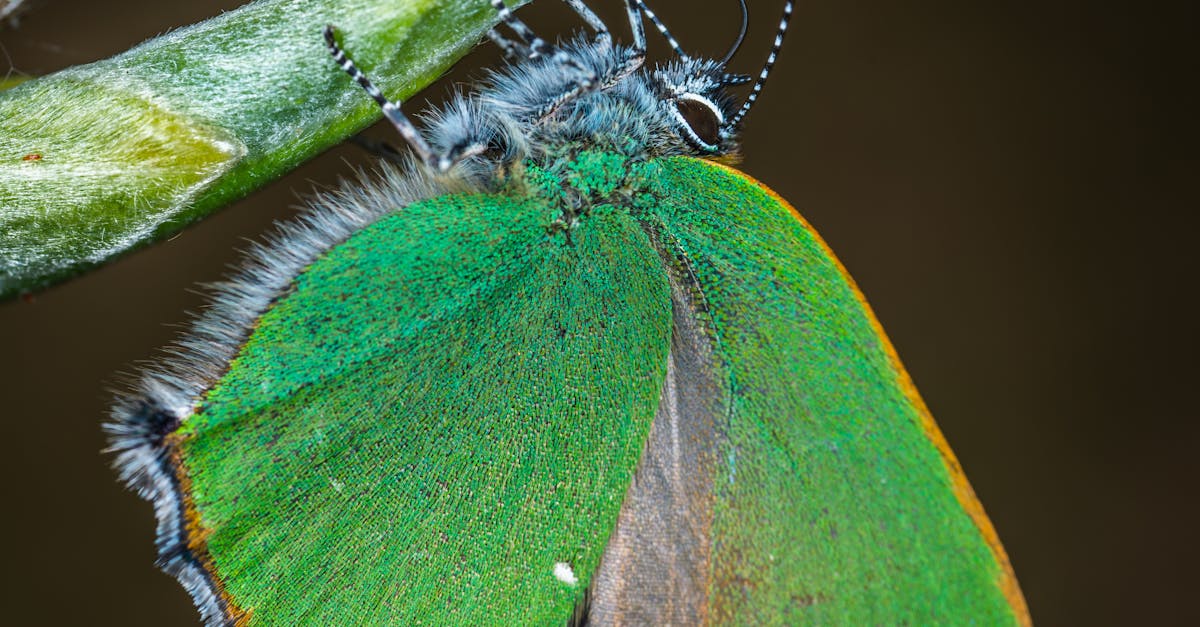 Closeup Photography of Green and Brown Moth Perched on Green Leaf ... Closeup Photography of Green and Brown Moth Perched on Green Leaf ...