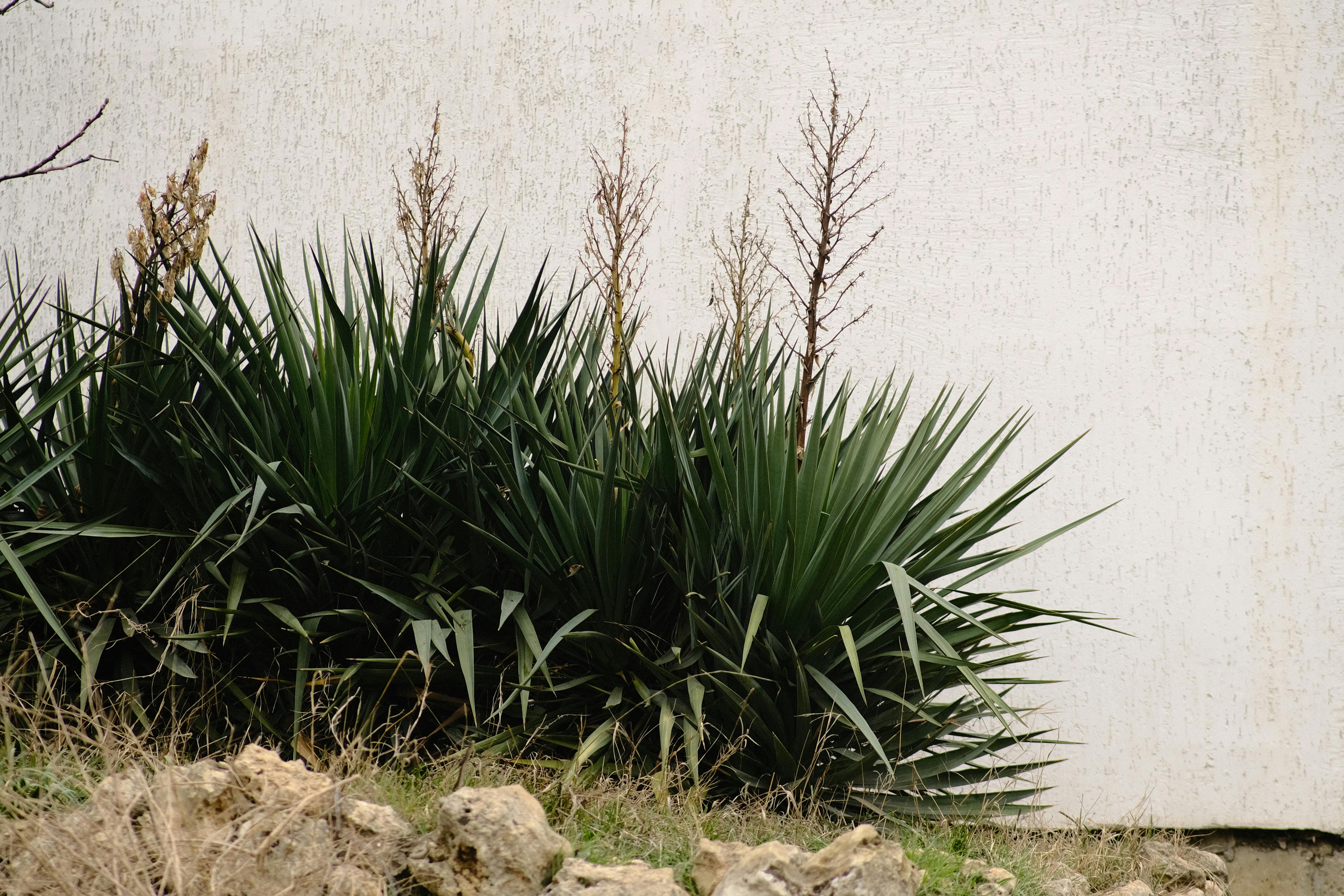 Spanish Dagger Photos, Download The BEST Free Spanish Dagger Stock ...