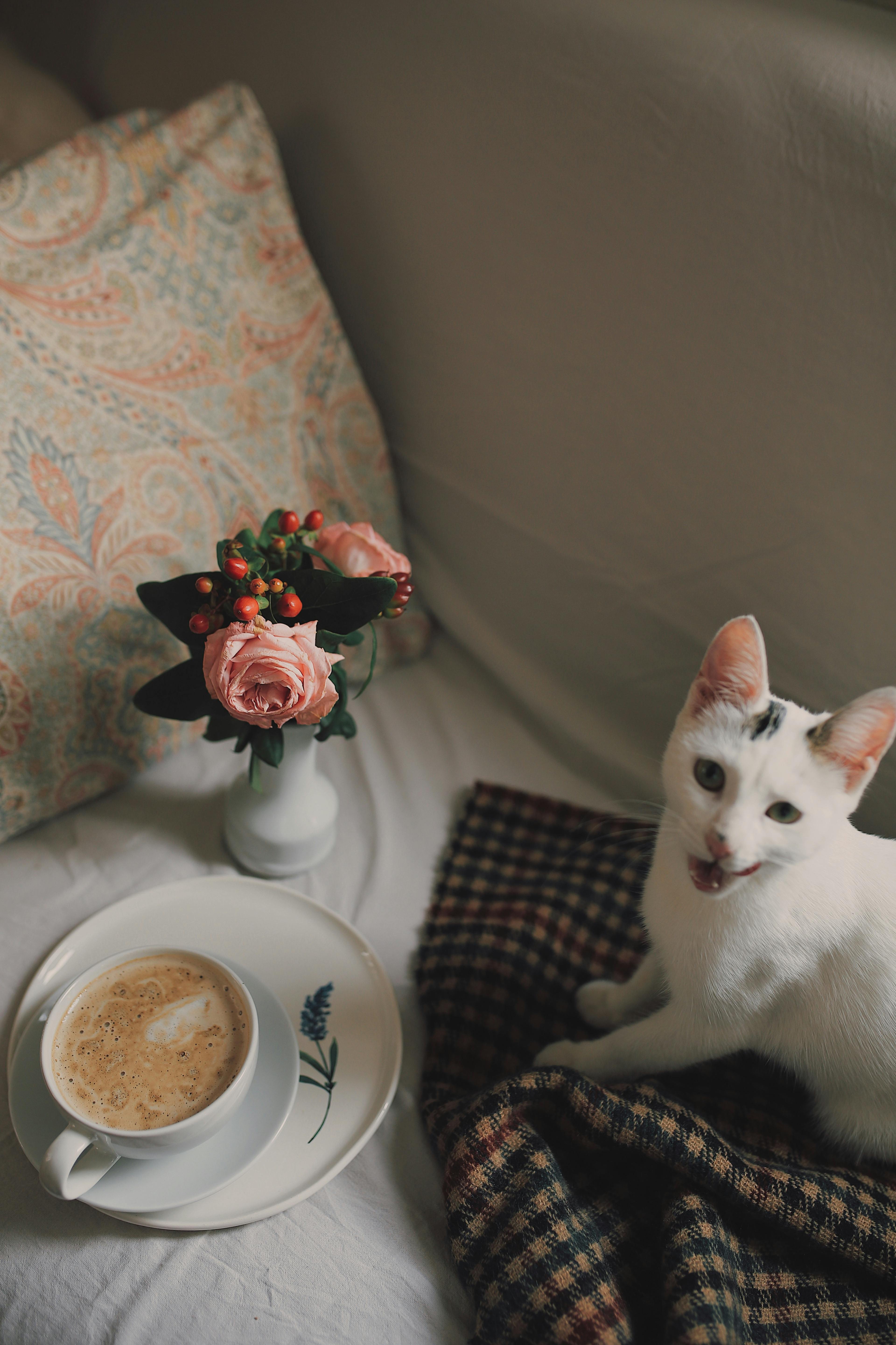 Furry Flower Photos, Download The BEST Free Furry Flower Stock Photos ...