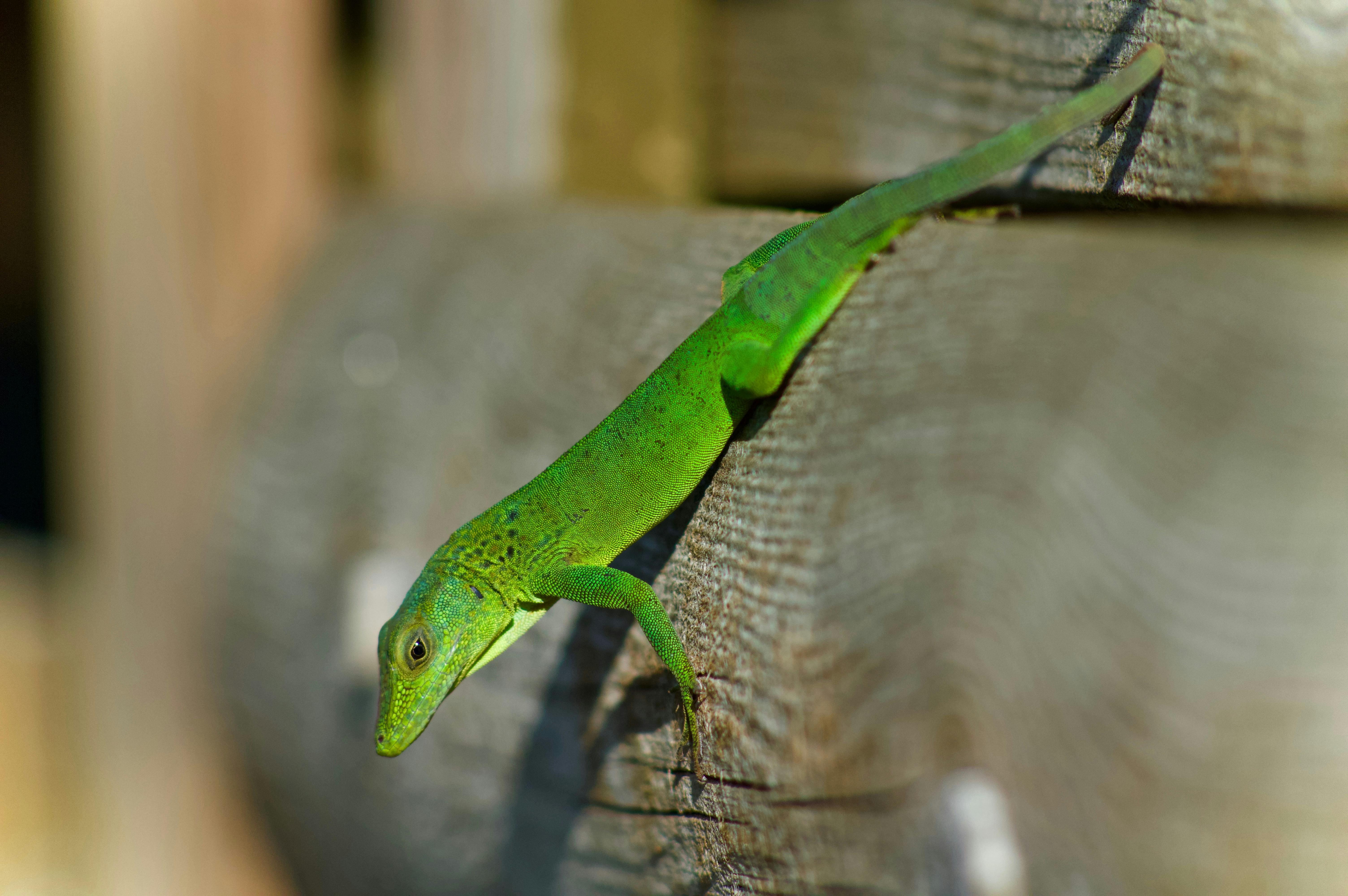 Close-Up Photo of a Green Anole · Free Stock Photo
