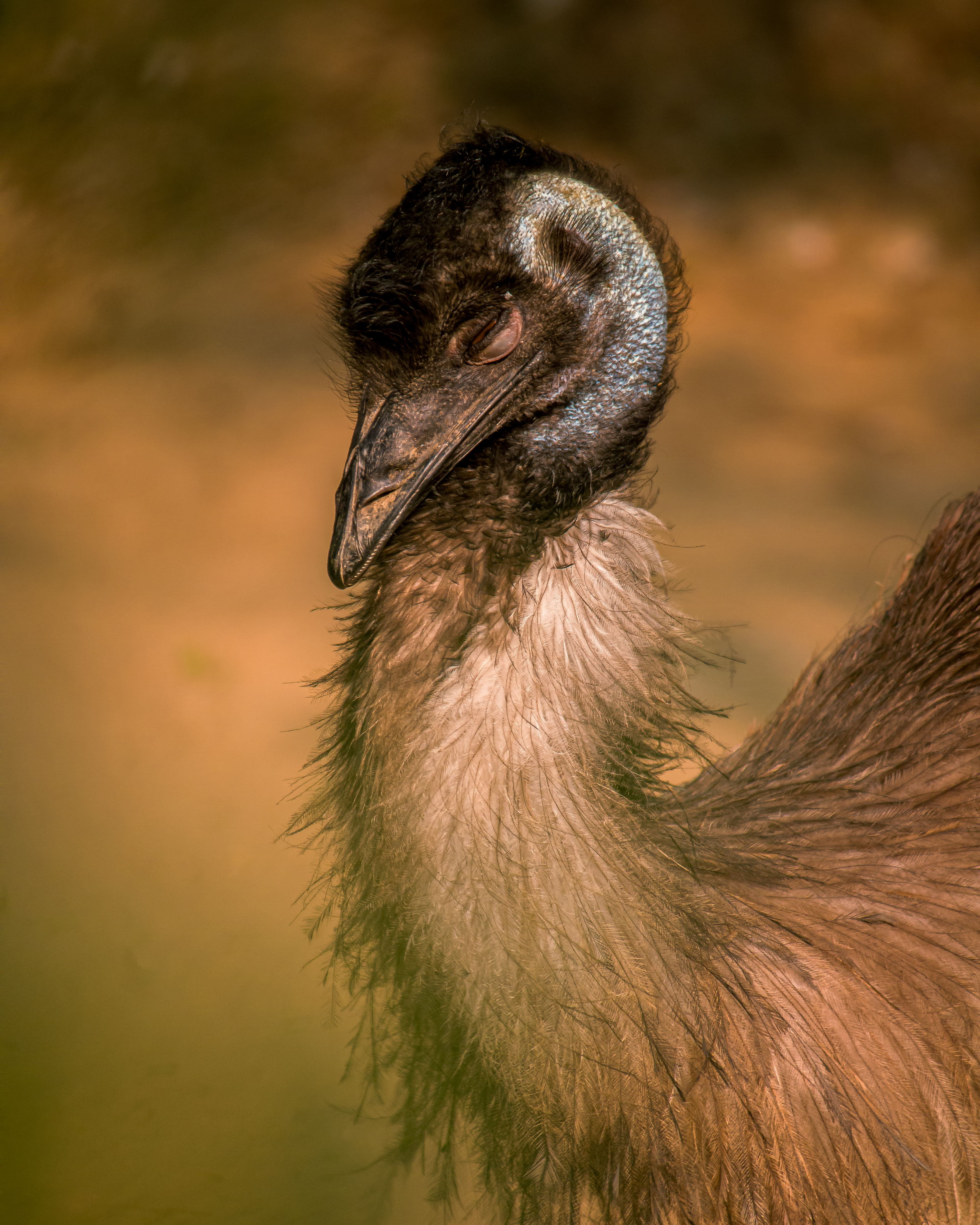 An Emu Under the Rain · Free Stock Photo