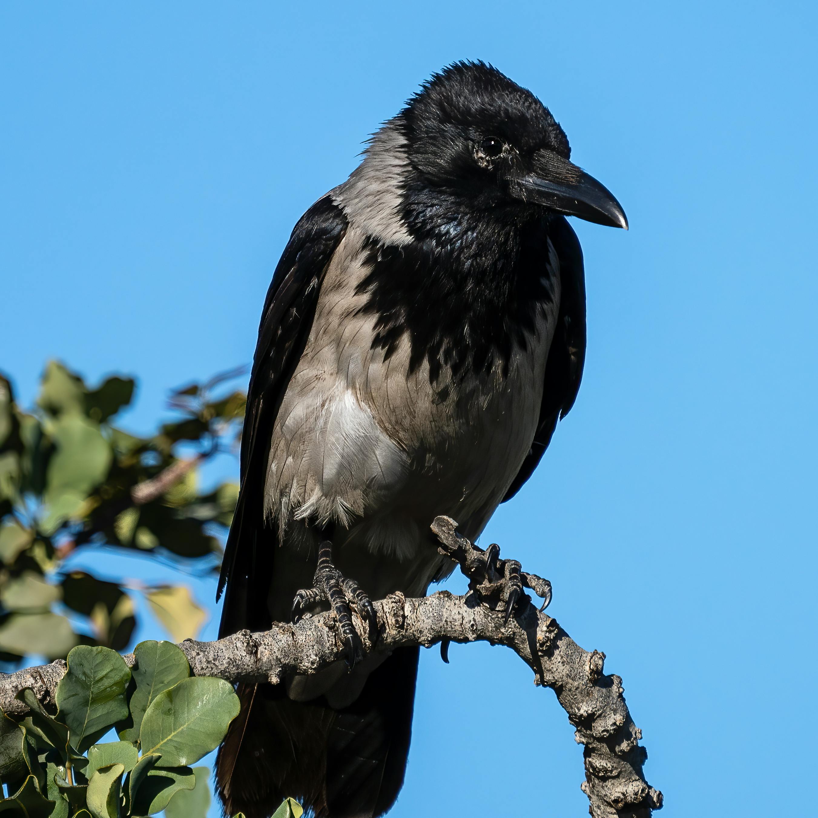 Black and Gray Hooded Crow on Tree Branch · Free Stock Photo