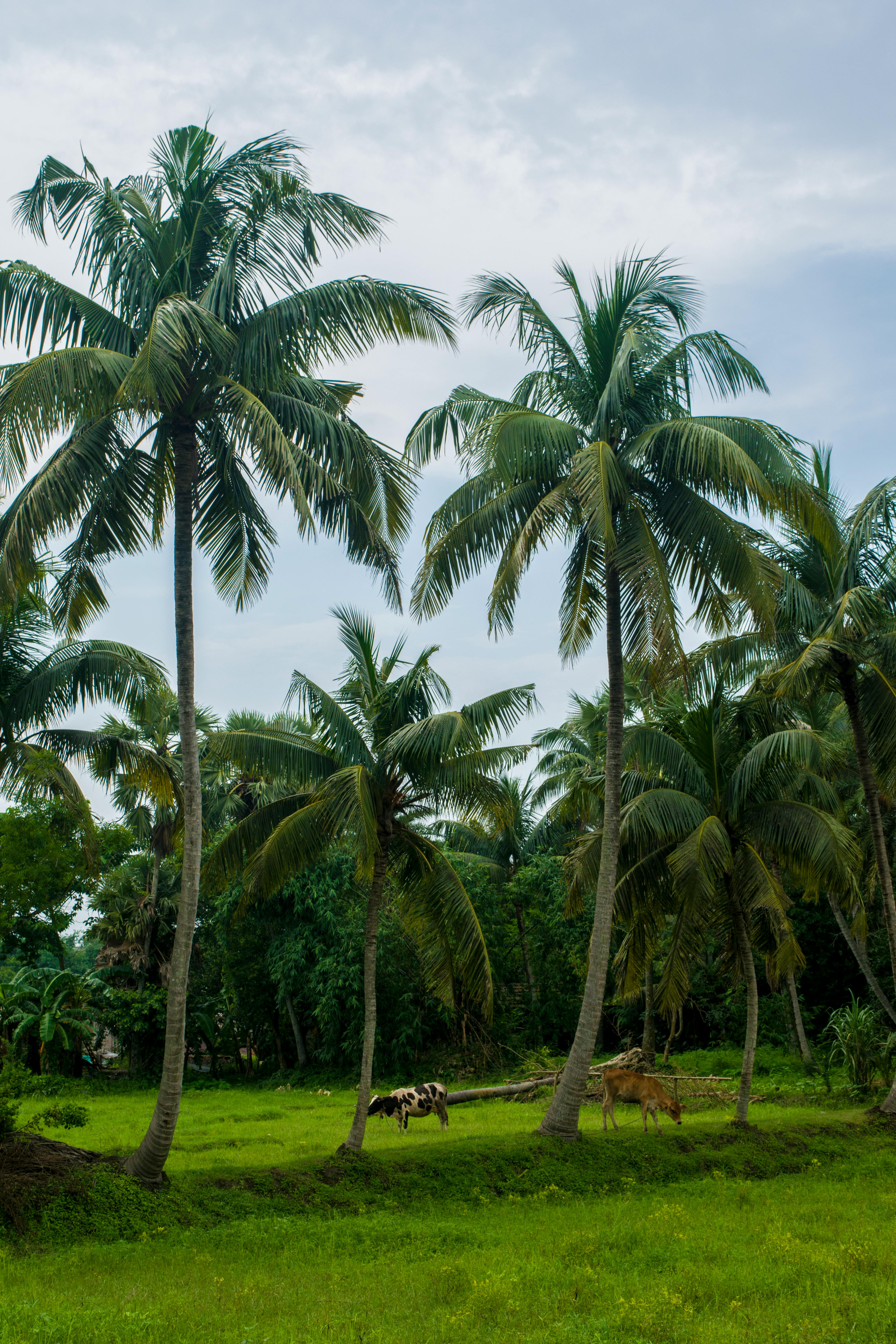 Coconuts Trees and Animals in the Countryside · Free Stock Photo