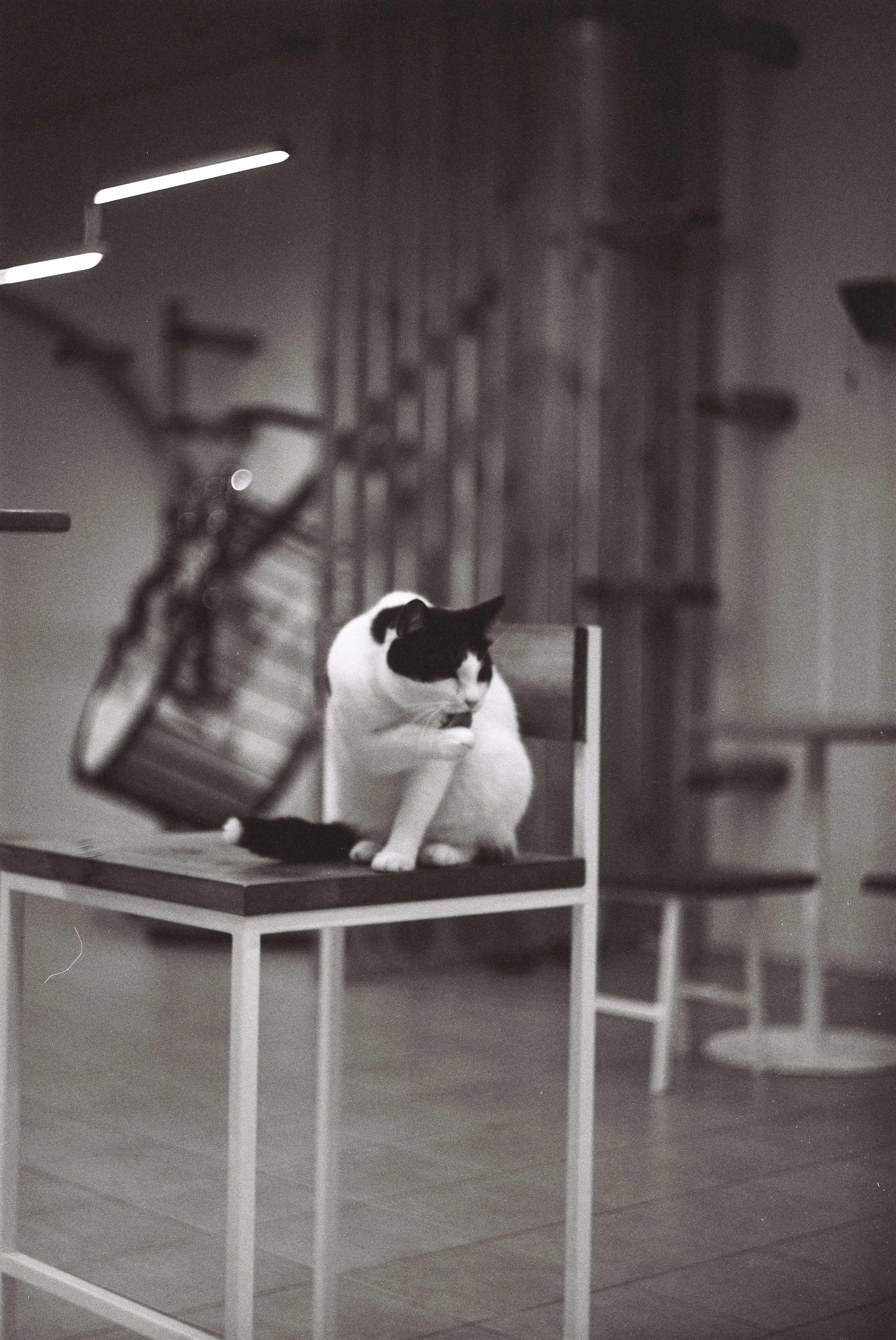 Black and White Cat on Table · Free Stock Photo