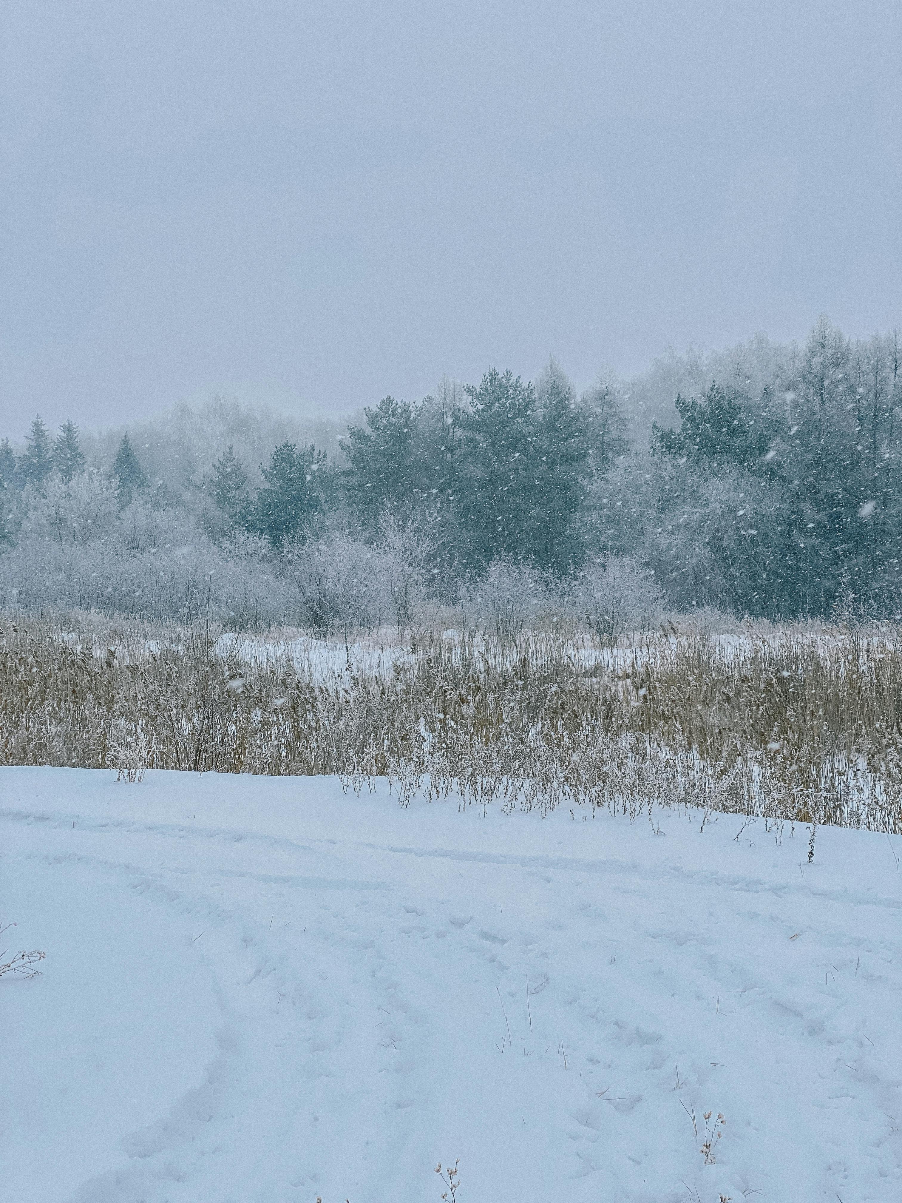 Trees on Snow Field during Winter · Free Stock Photo
