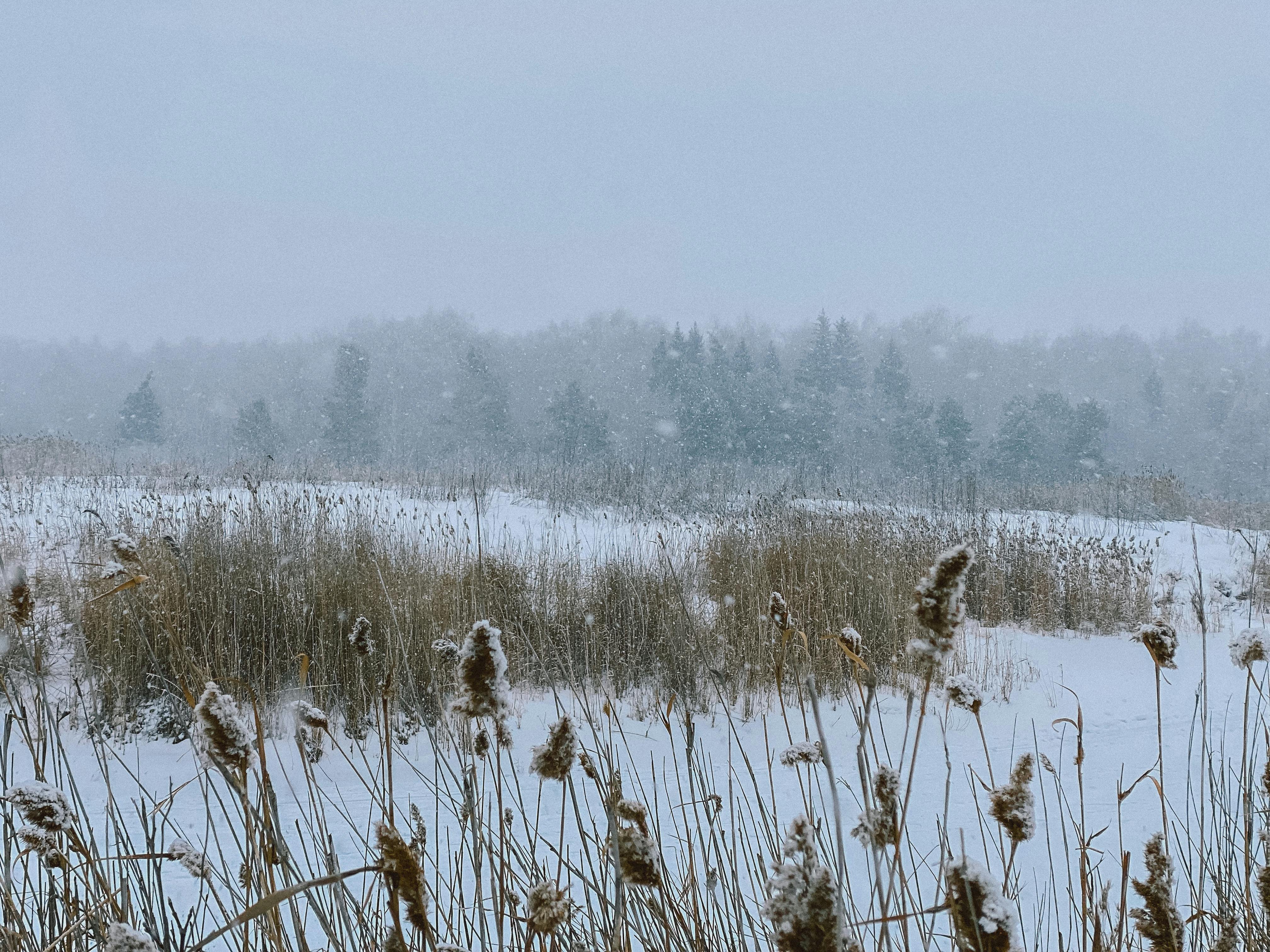 Brown Grass Field with Snow Covered Ground · Free Stock Photo