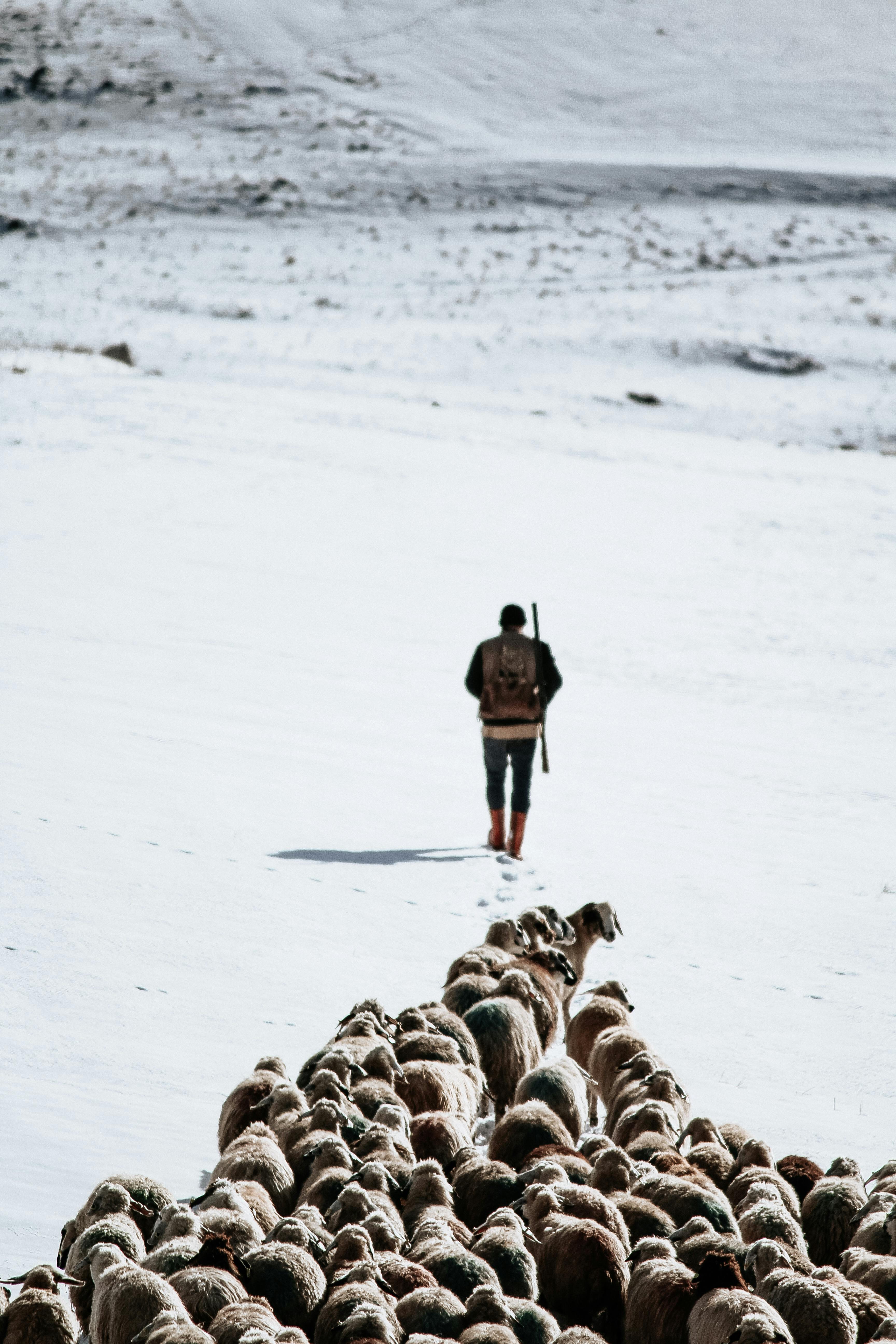 Shepherd Leading Flock of Sheep in Winter · Free Stock Photo