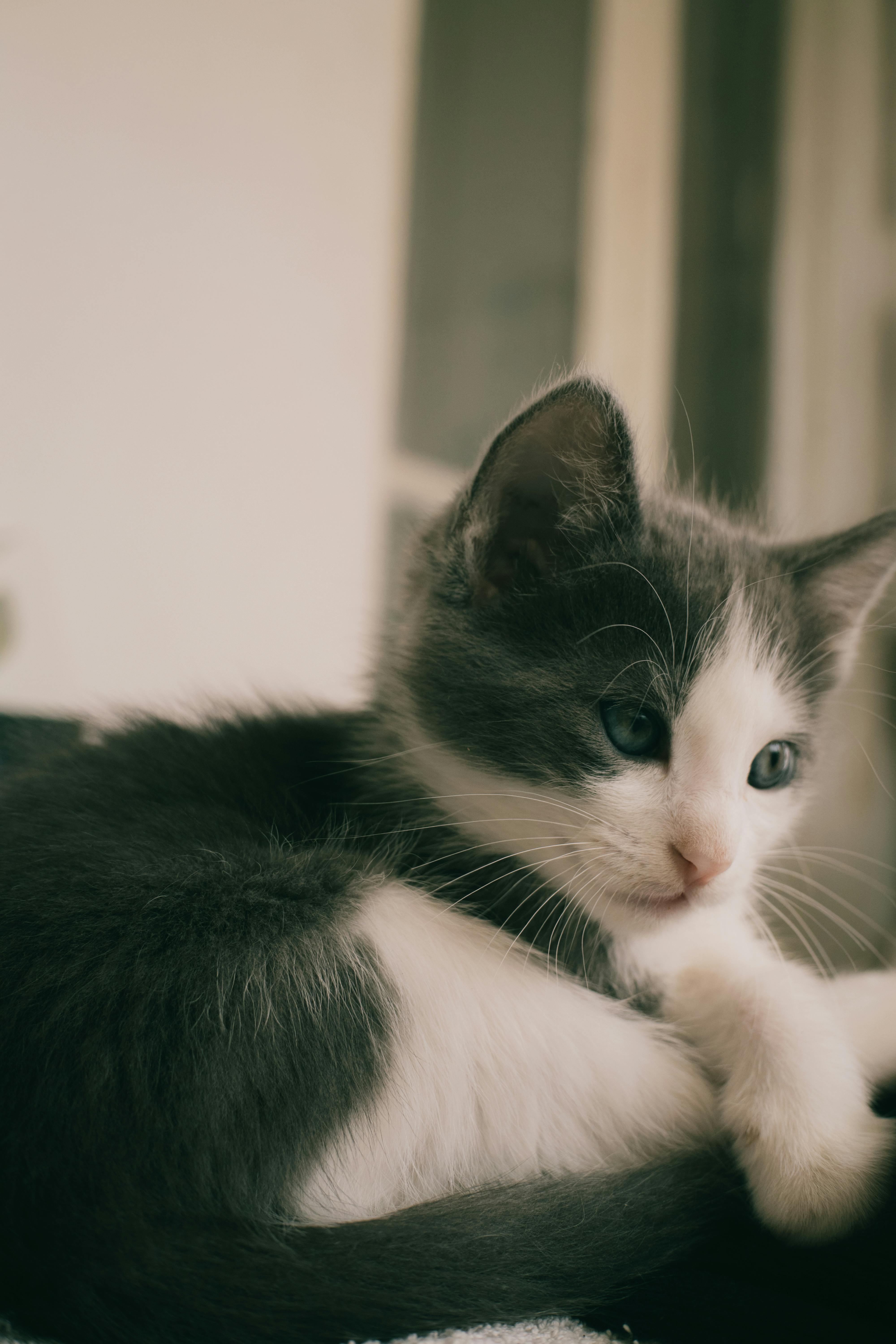 Close-Up Photo of a Domestic Kitten · Free Stock Photo