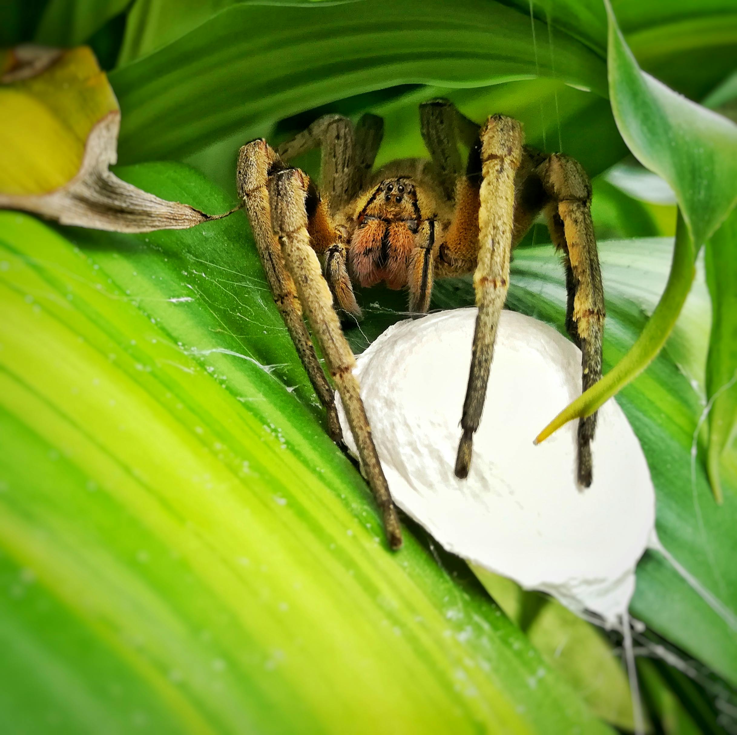 Indian Spider Photos, Download Free Indian Spider Stock Photos & HD Images