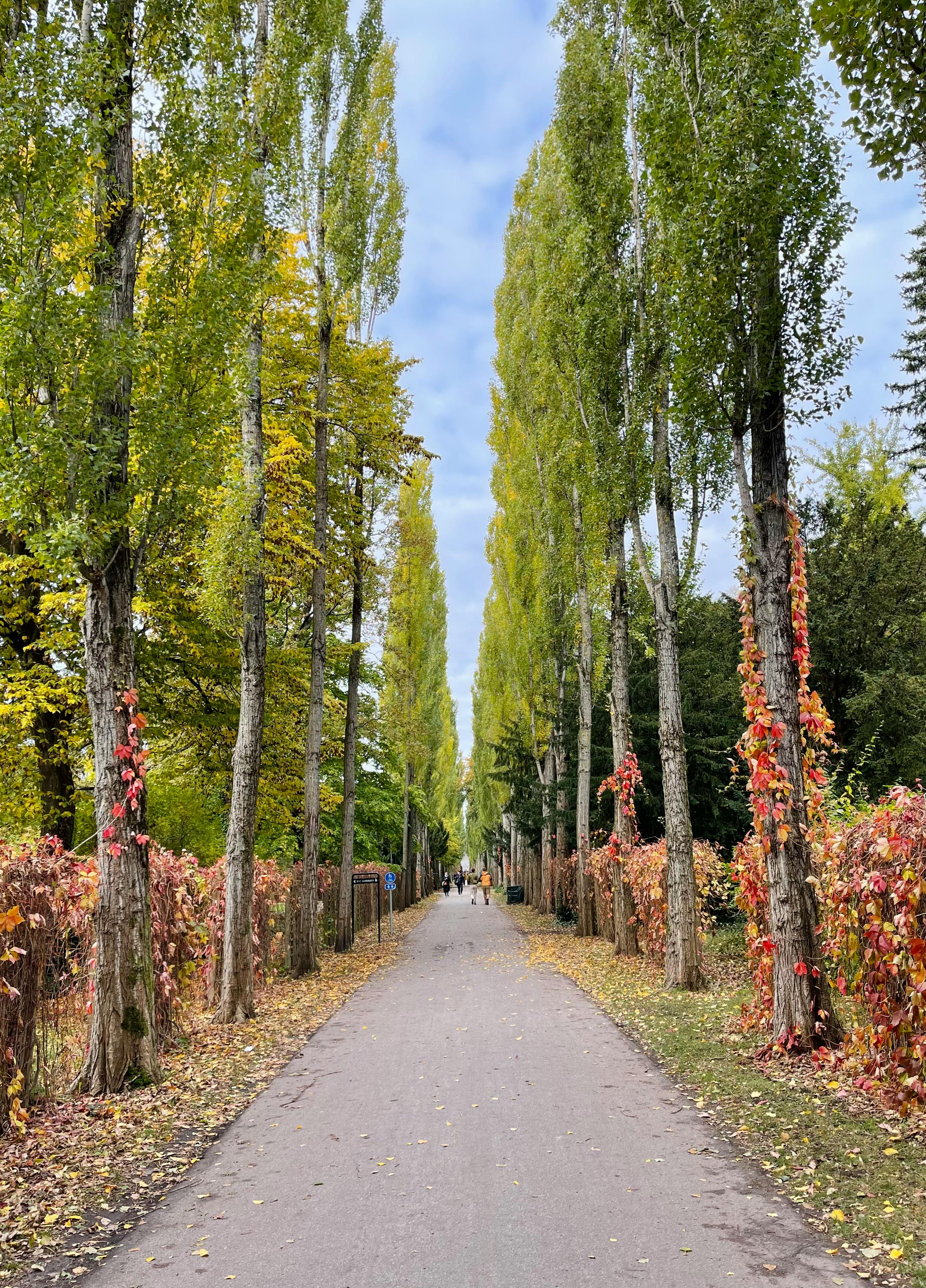 Pathway Between Trees · Free Stock Photo