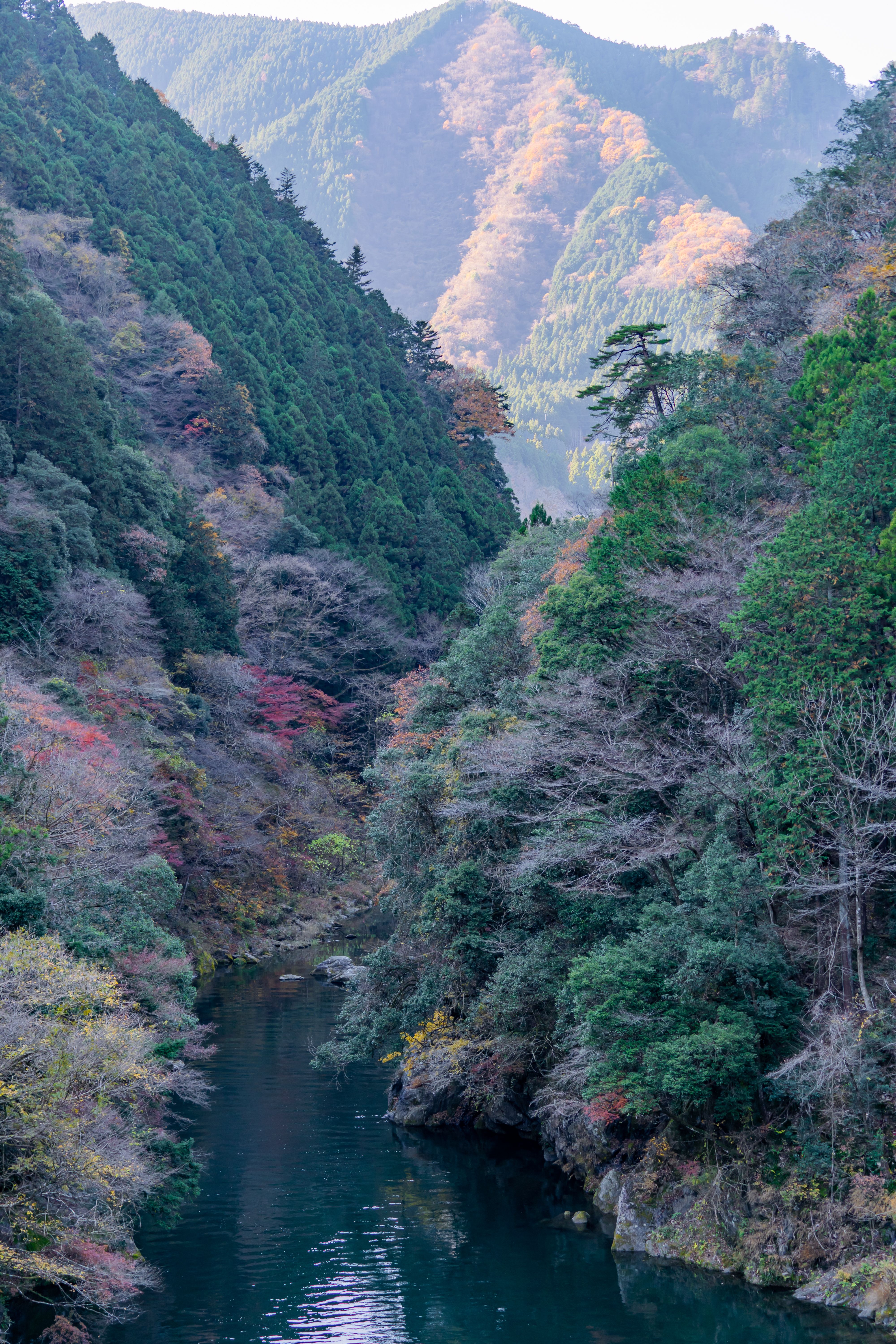 River Between Trees · Free Stock Photo