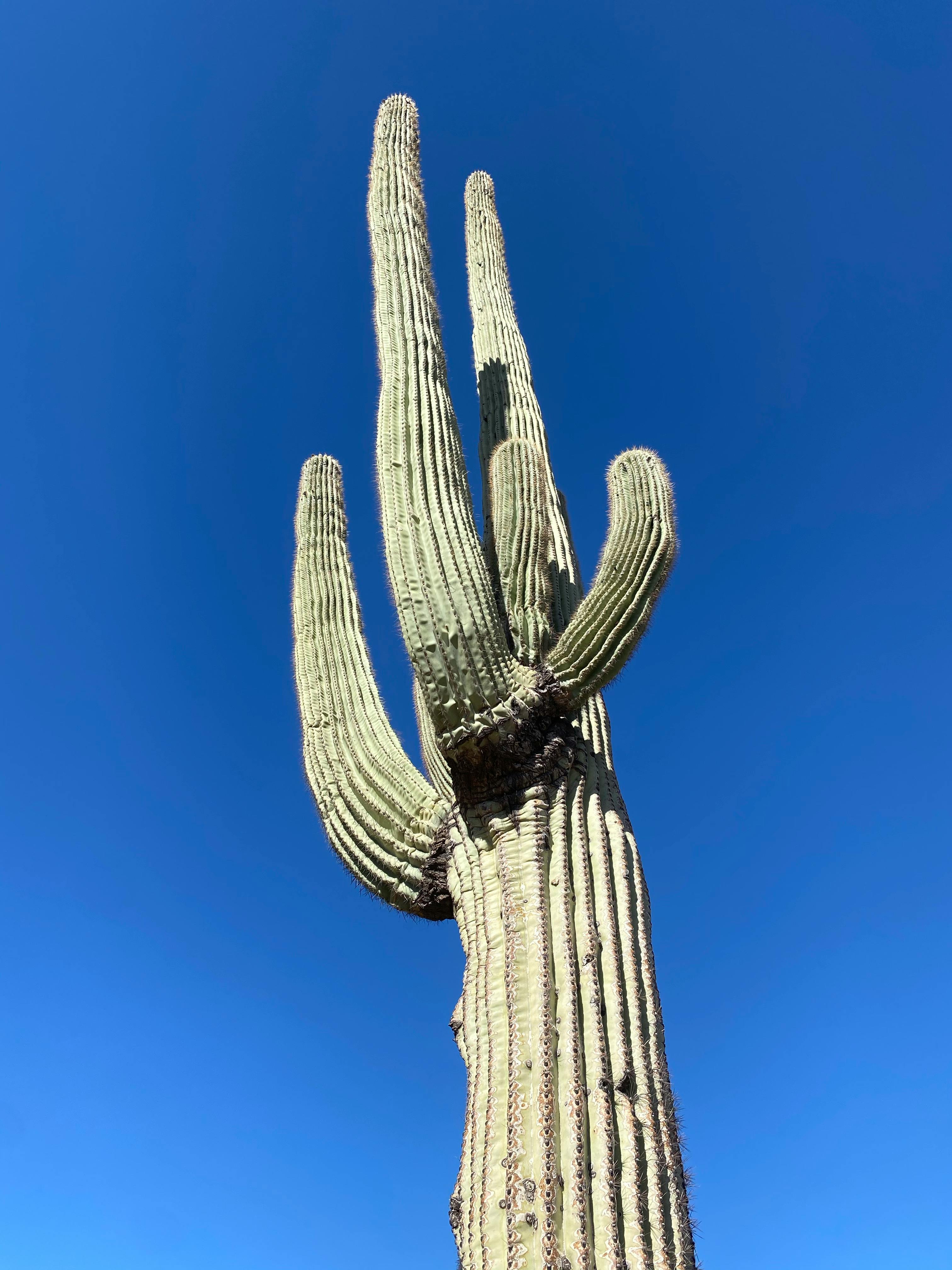 Big Cactus Photos, Download The BEST Free Big Cactus Stock Photos & HD ...