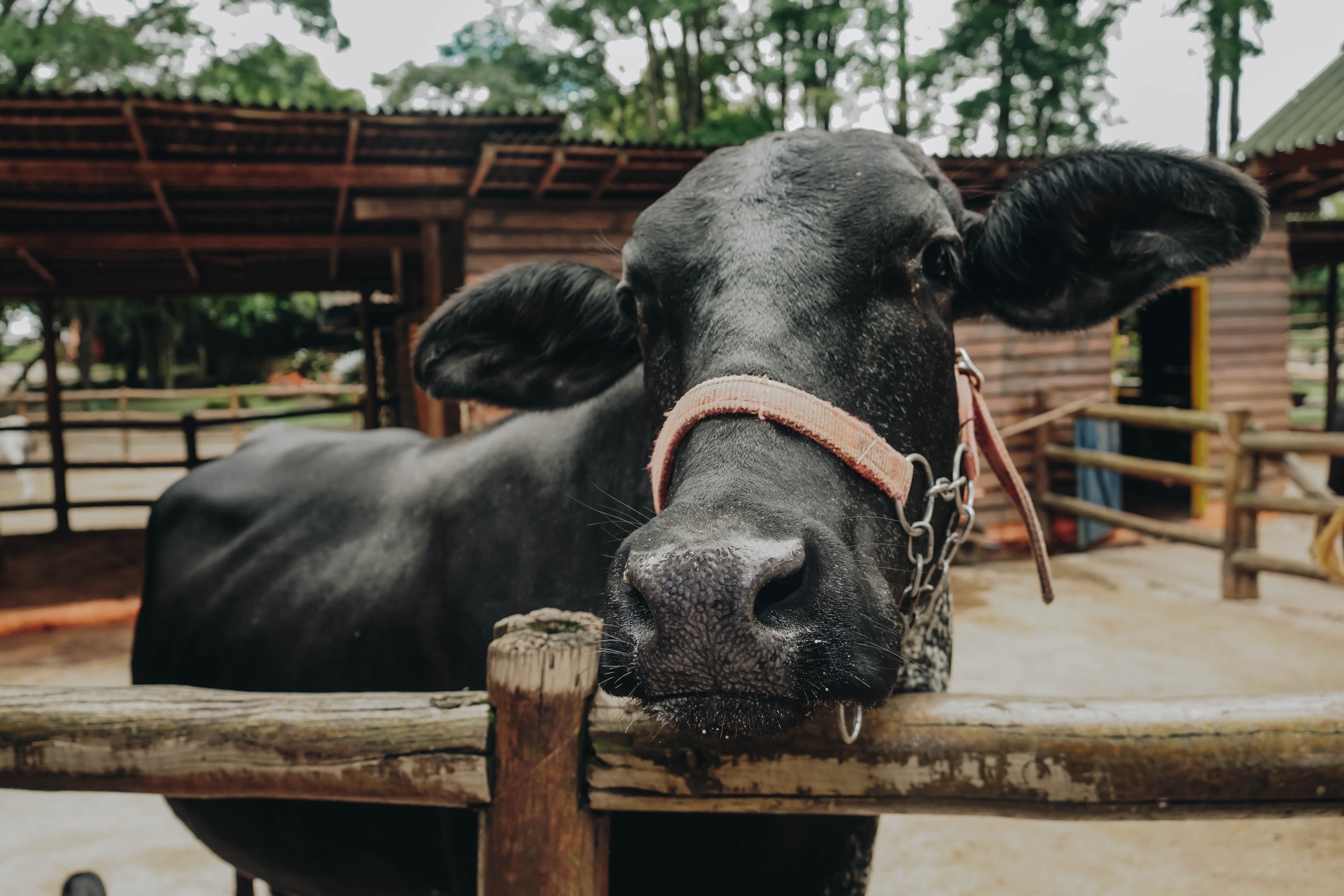 Close-up of a Farm Animal · Free Stock Photo