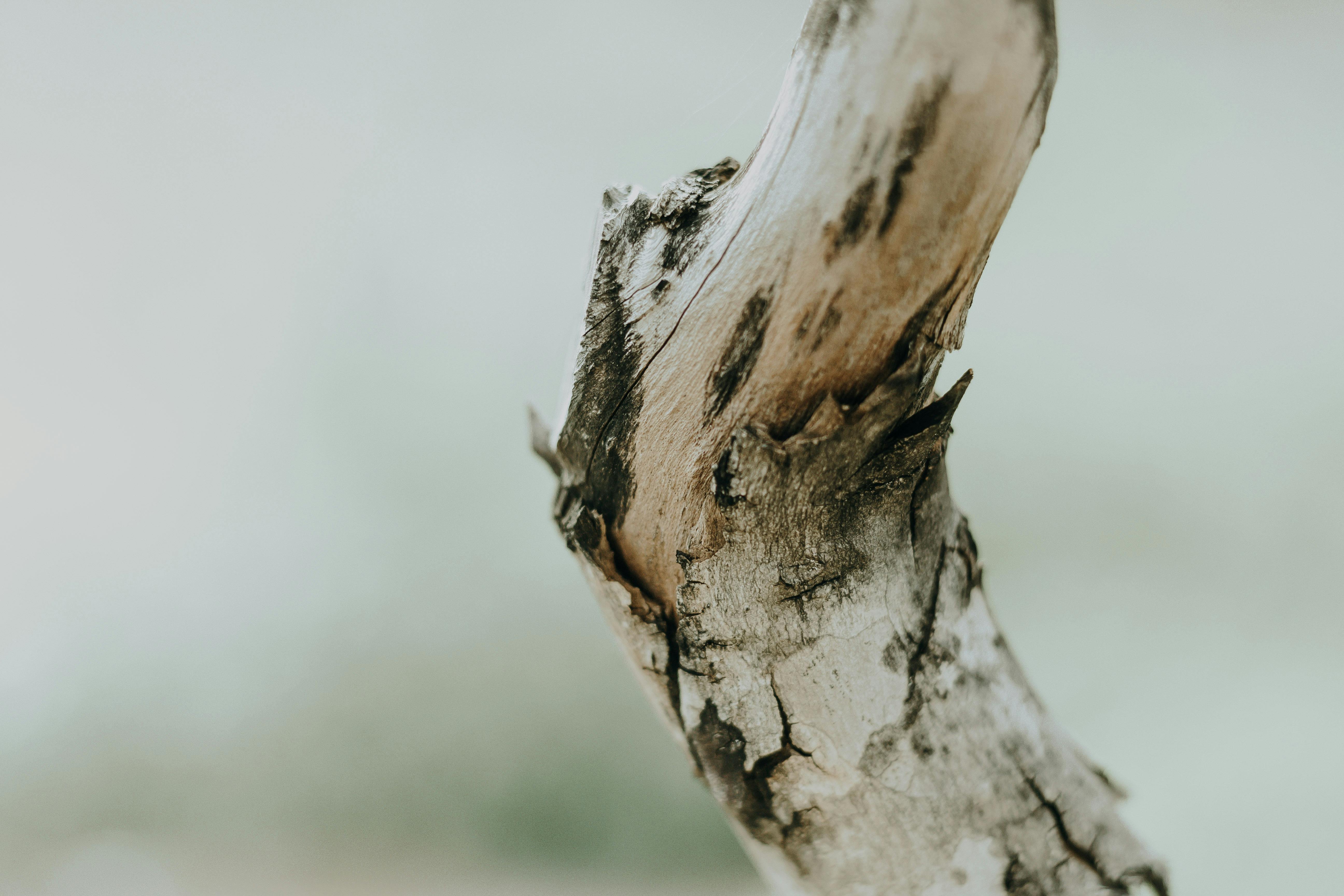 Photo of a Dry Tree · Free Stock Photo