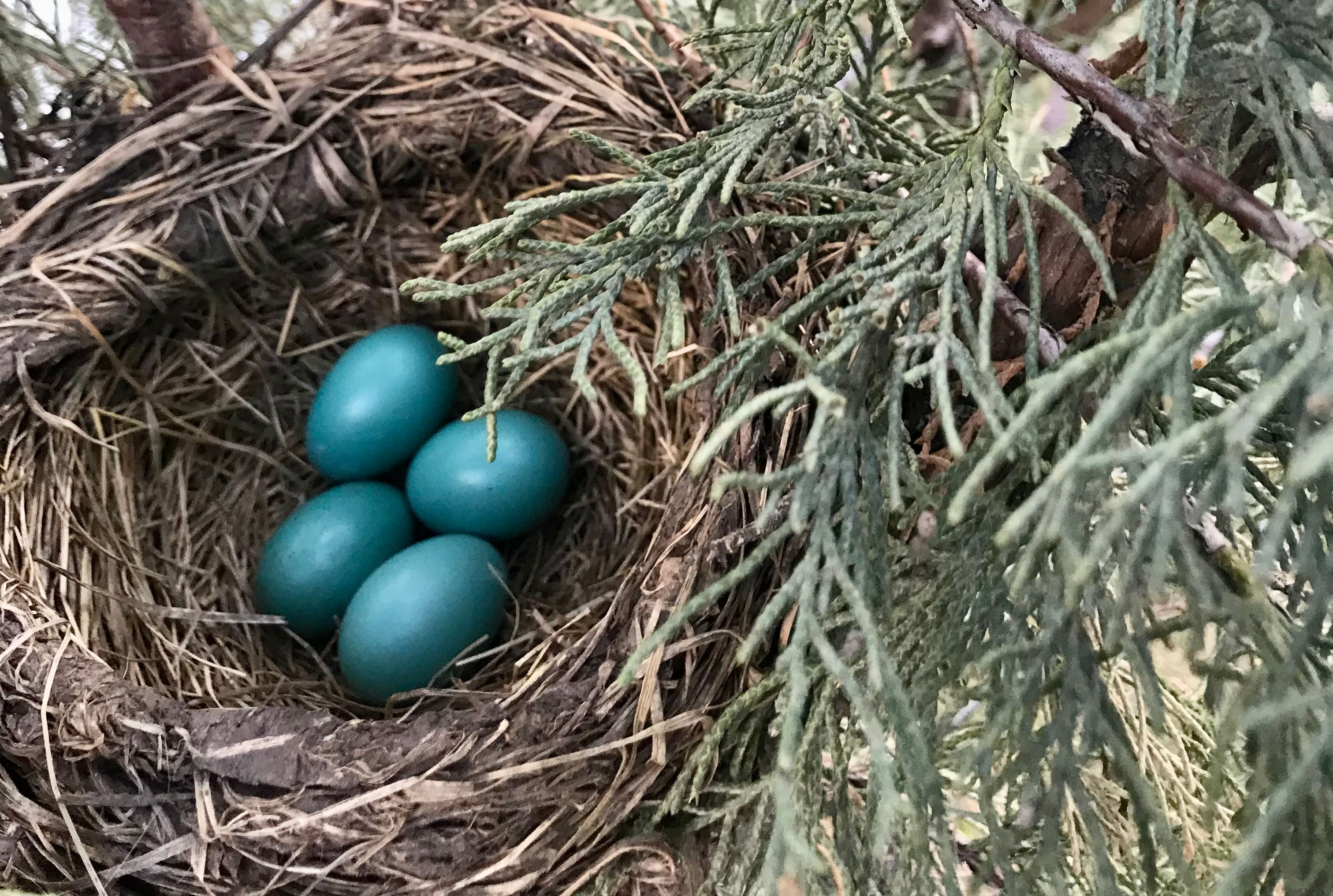Animals, Birds, Wilds, Insects, Living Things 5 Photos & Videos ...