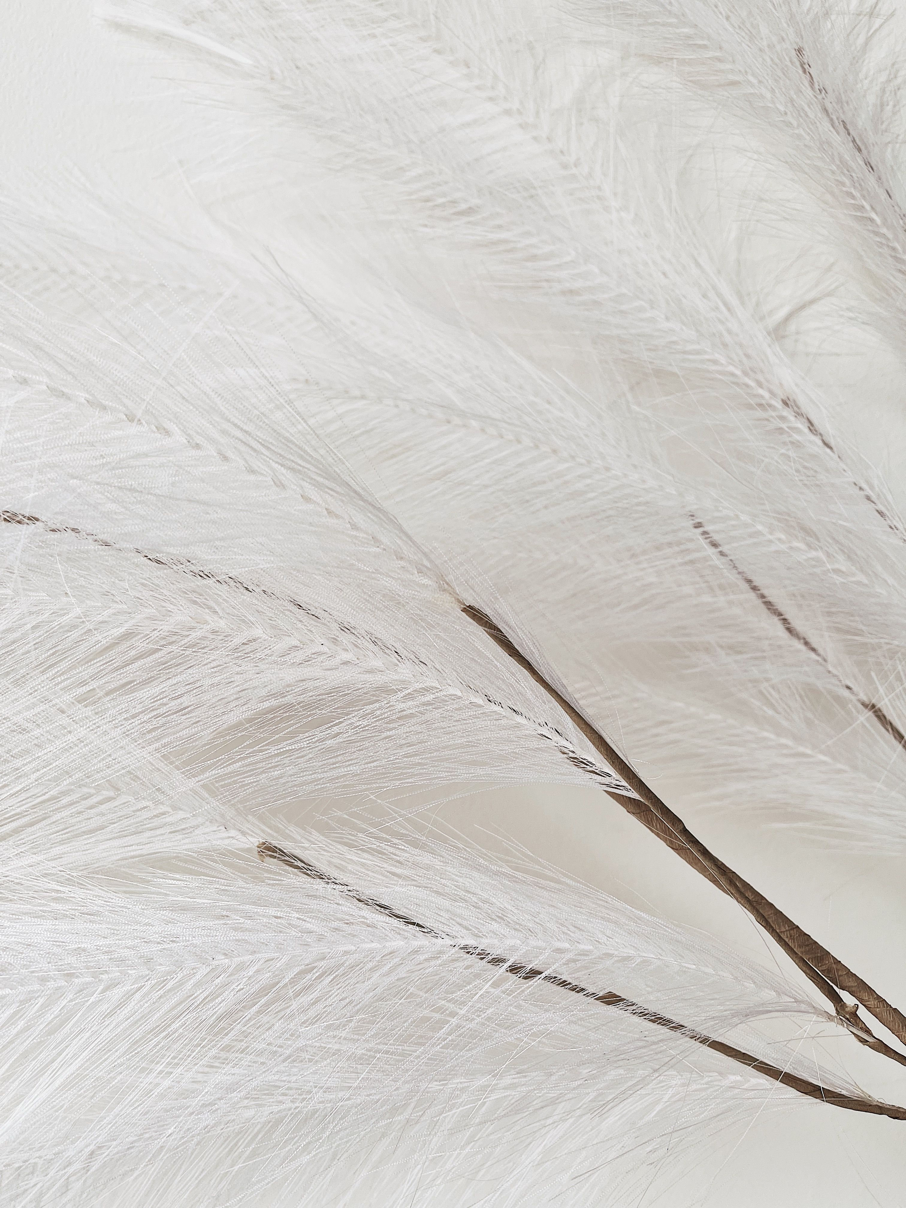 Close-Up Photograph of White Feathers · Free Stock Photo