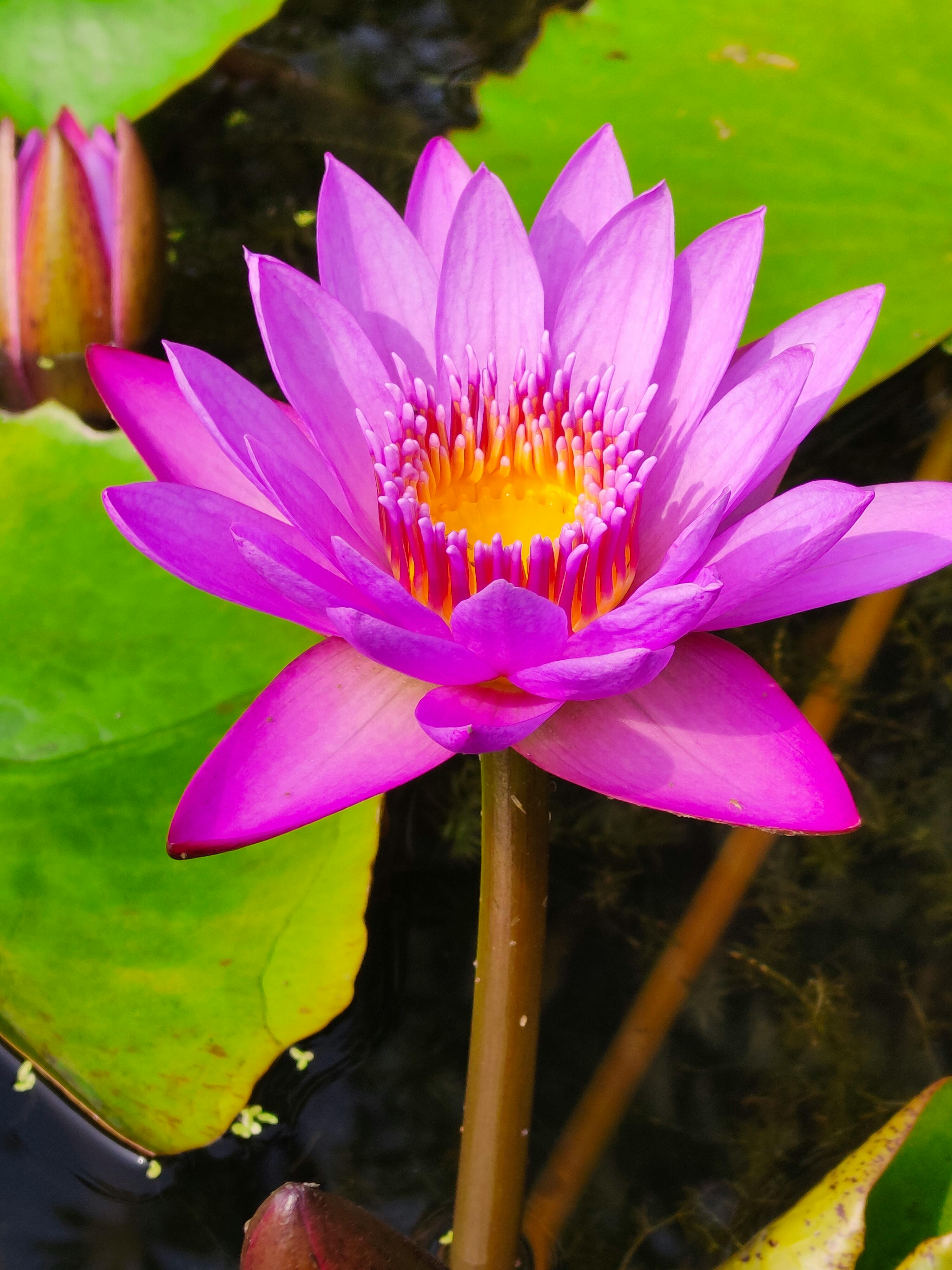Nymphaea Mexicana Photos, Download Free Nymphaea Mexicana Stock Photos & HD Images