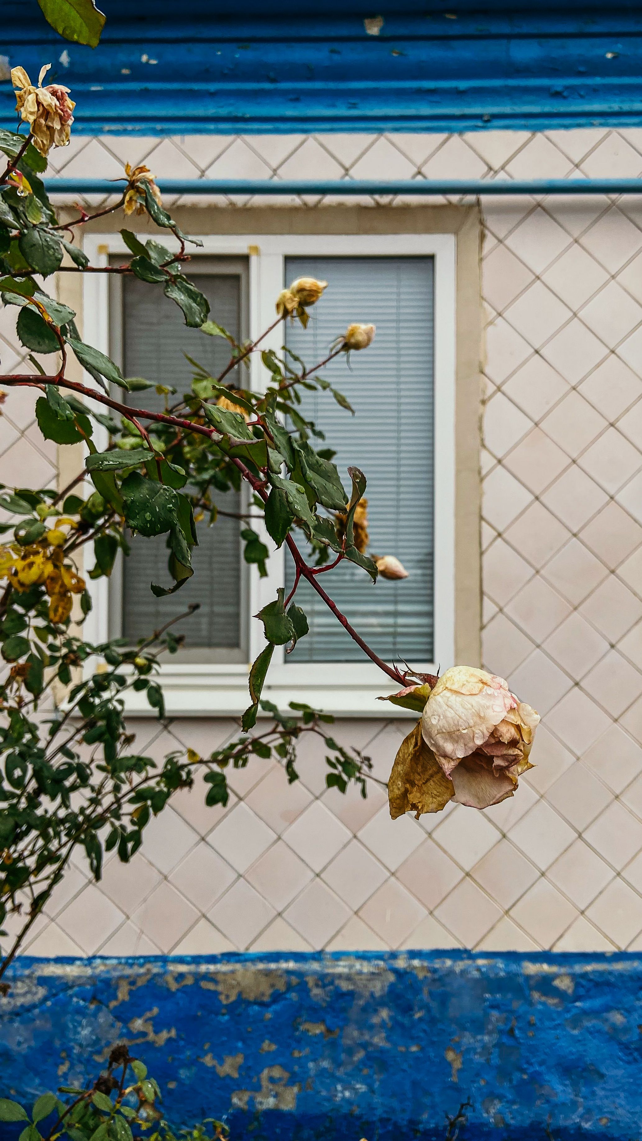 Rosebush and a Building Exterior · Free Stock Photo