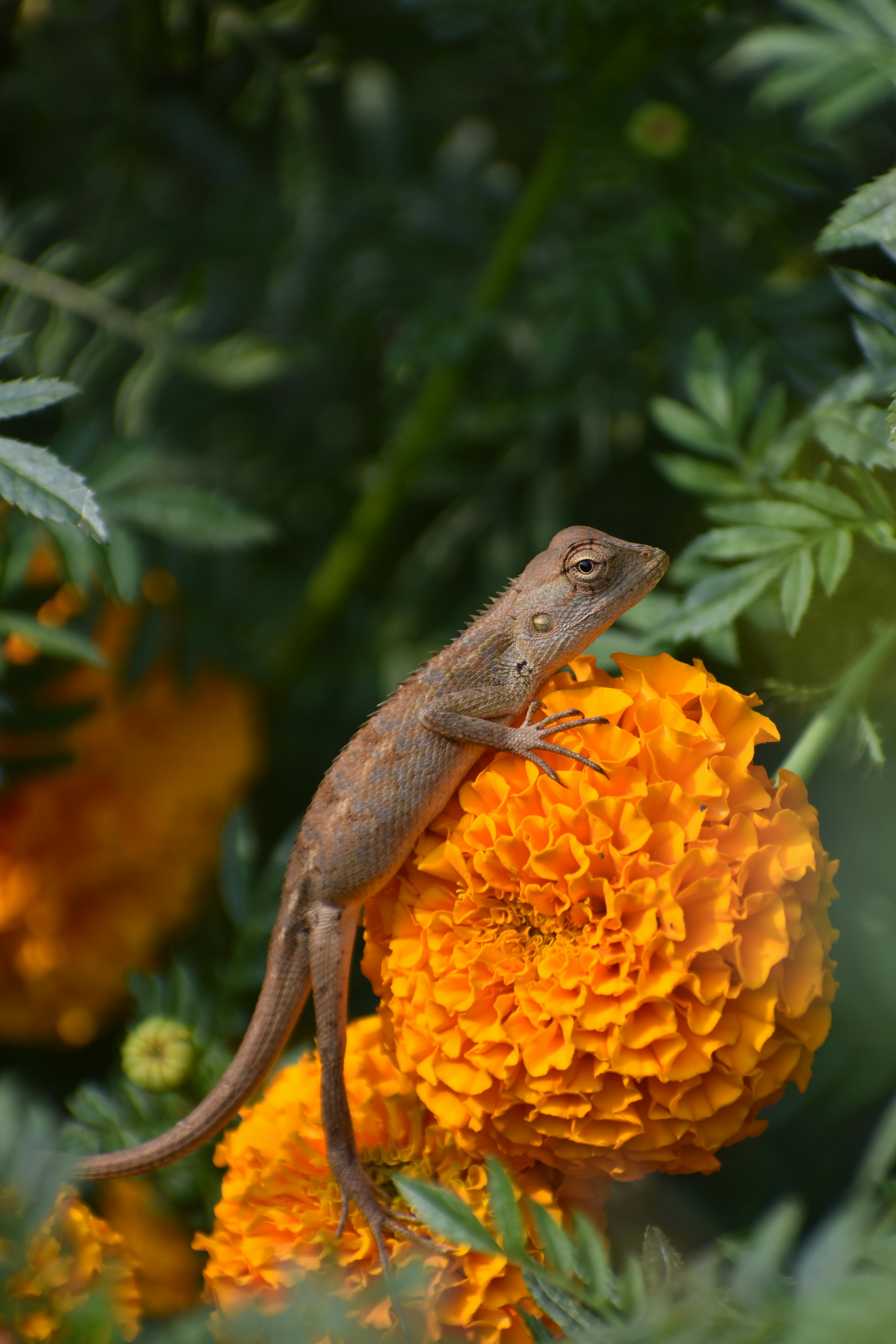 Oriental Garden Lizard on Marigold Orange Flower · Free Stock Photo