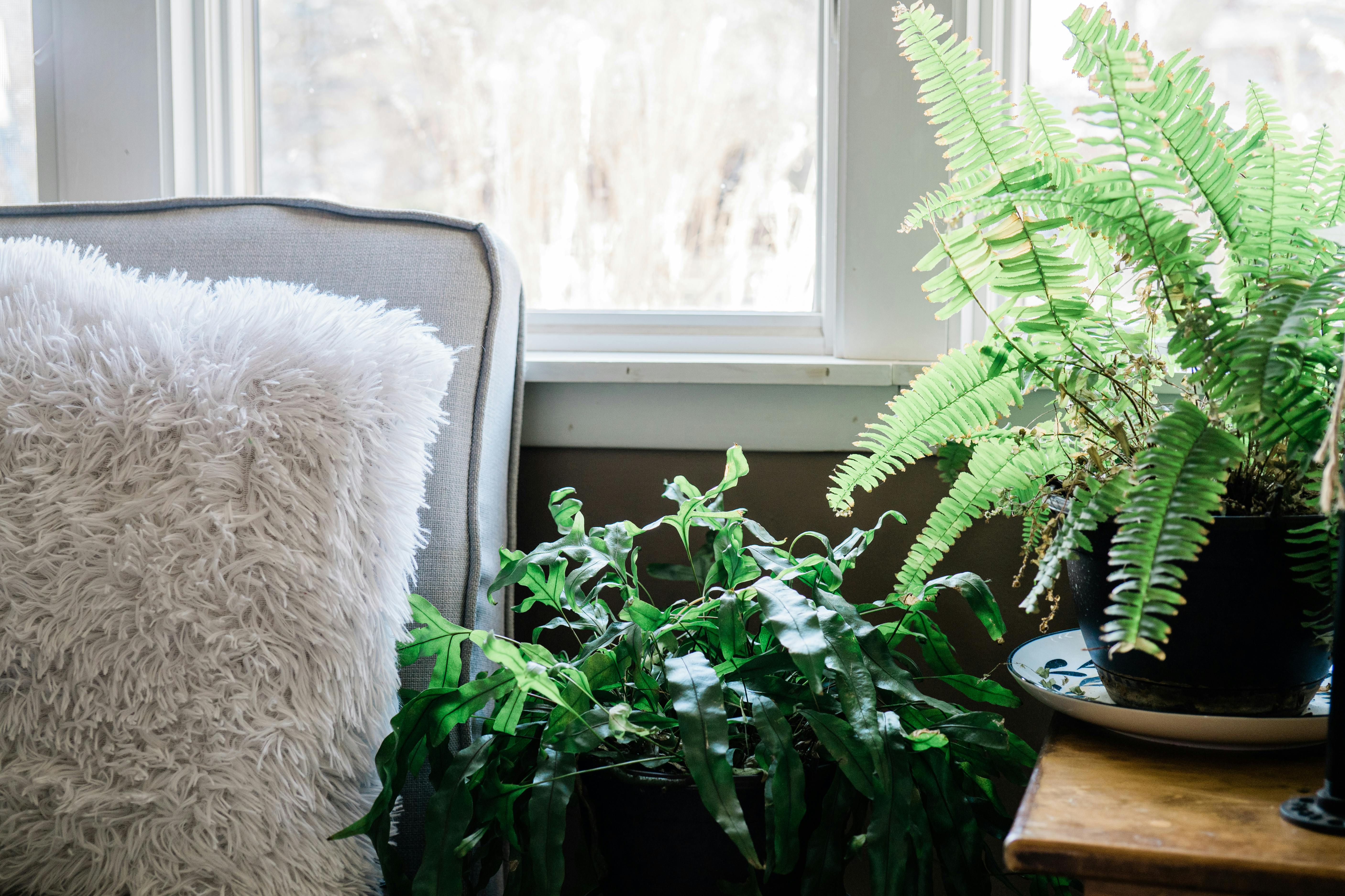 Houseplants Near the Window · Free Stock Photo