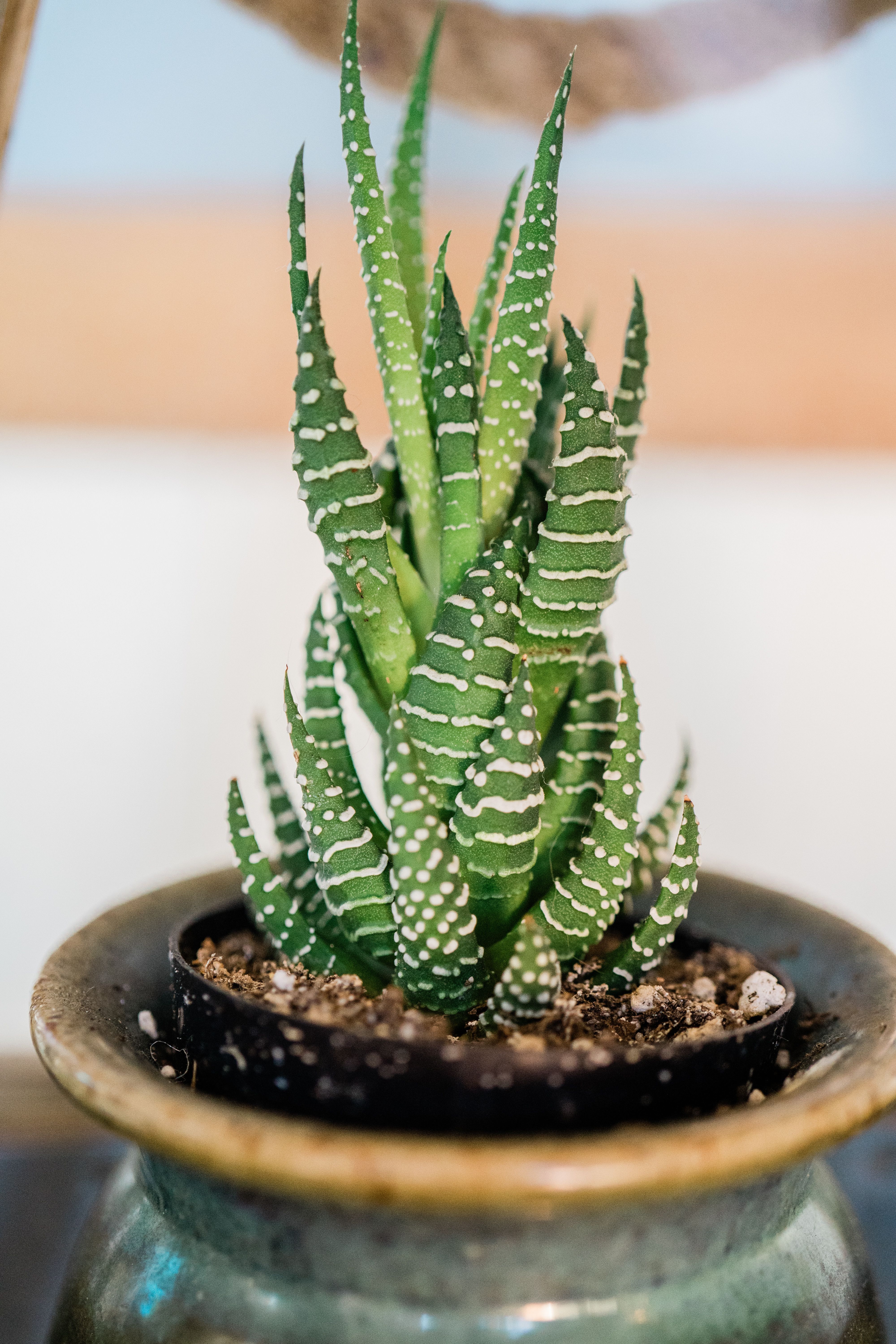 A Close-Up Shot of a Succulent Plant · Free Stock Photo