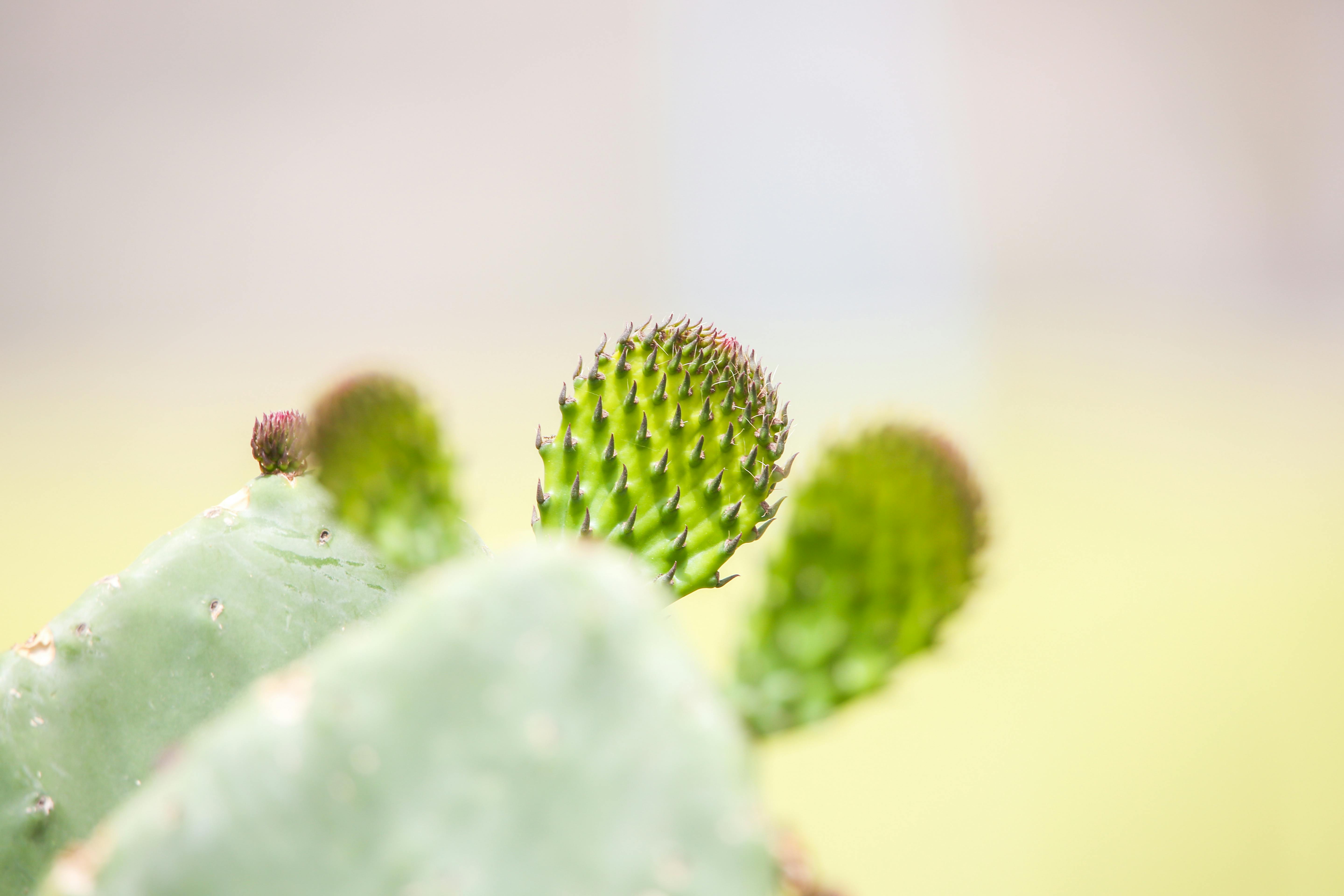 Green Cactus · Free Stock Photo