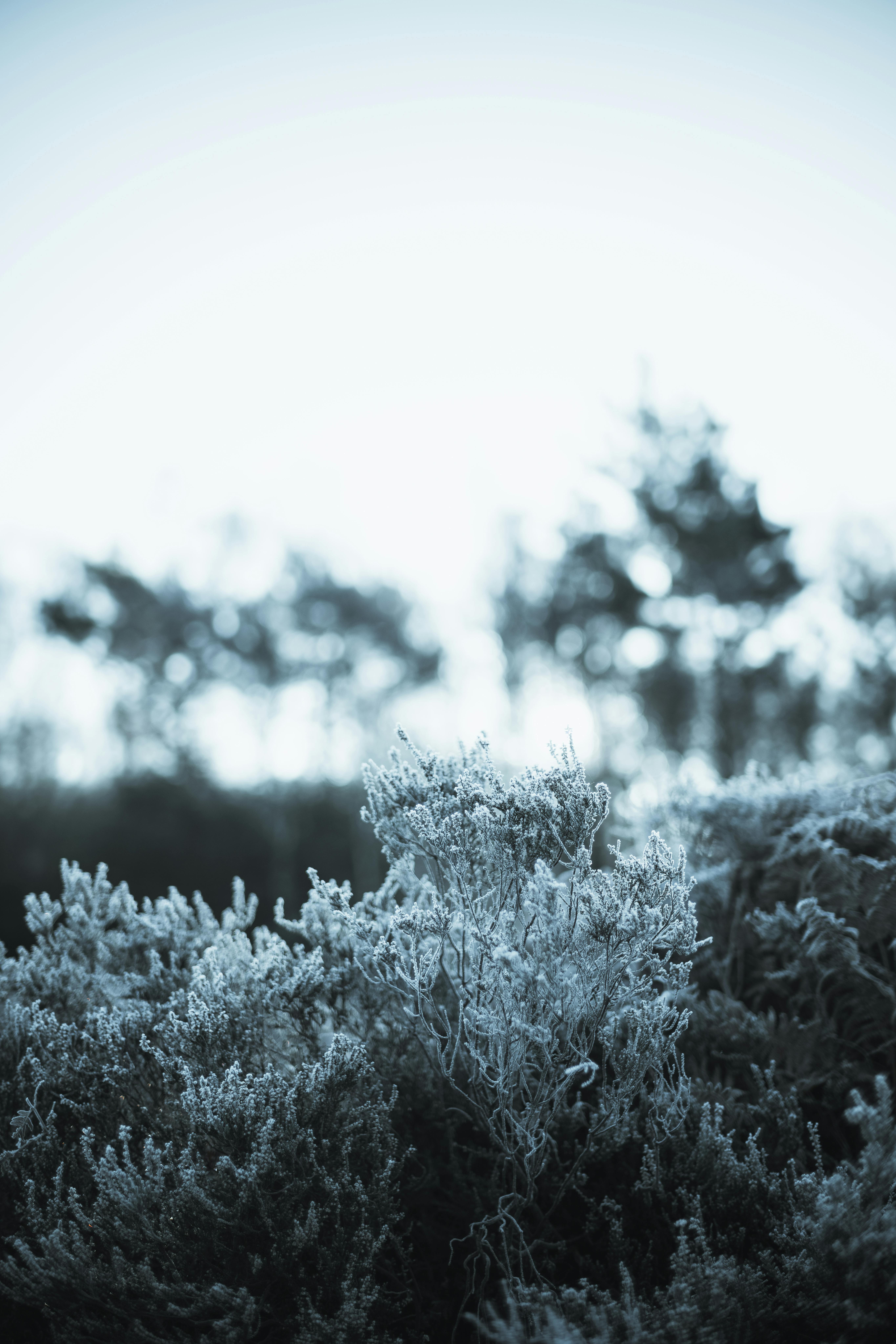 200+ Best Chilly Photos · 100% Free Download · Pexels Stock Photos