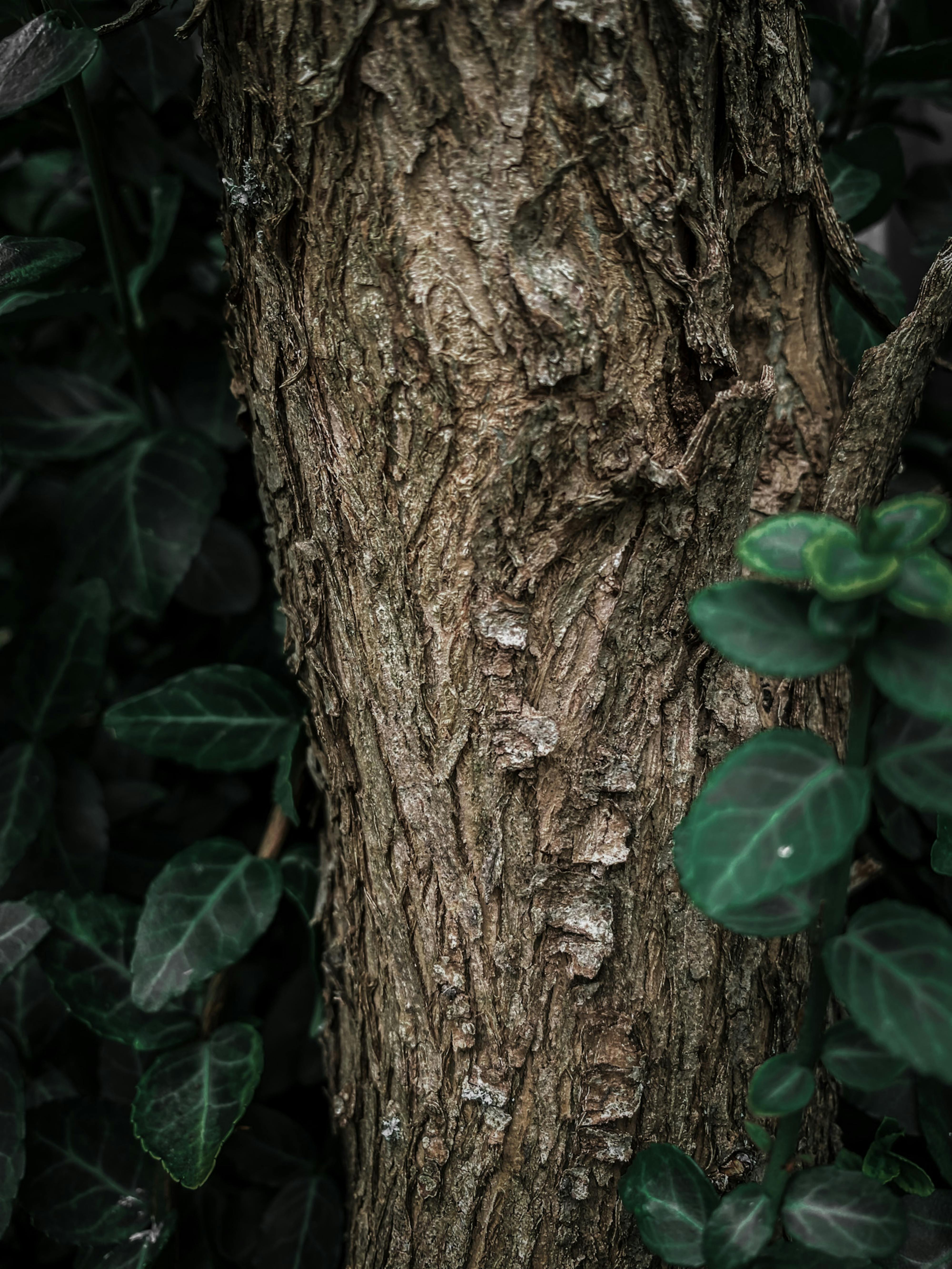 A Close-Up Shot of a Tree Trunk · Free Stock Photo