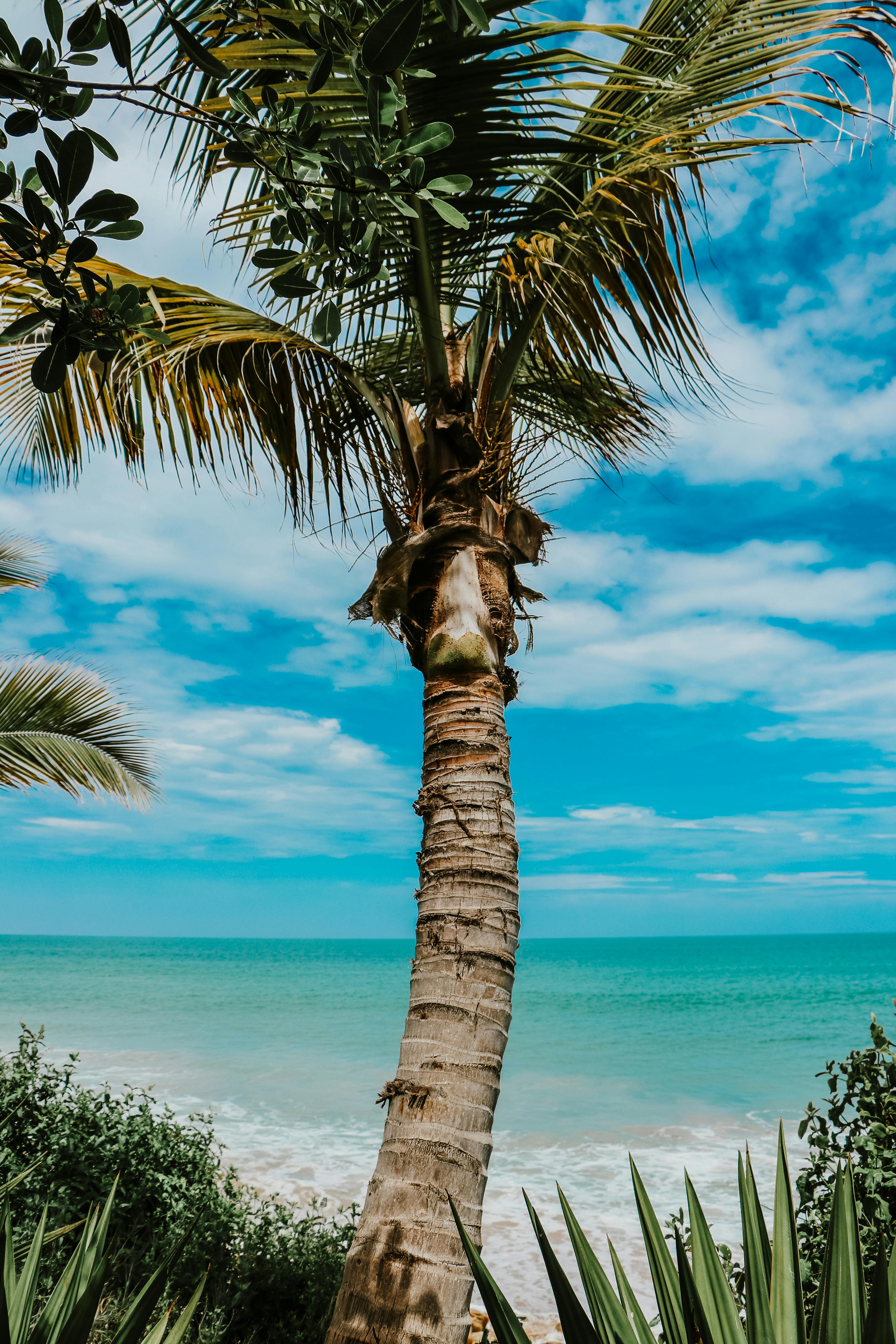 Coconut Trees Near Sea During Sunset · Free Stock Photo