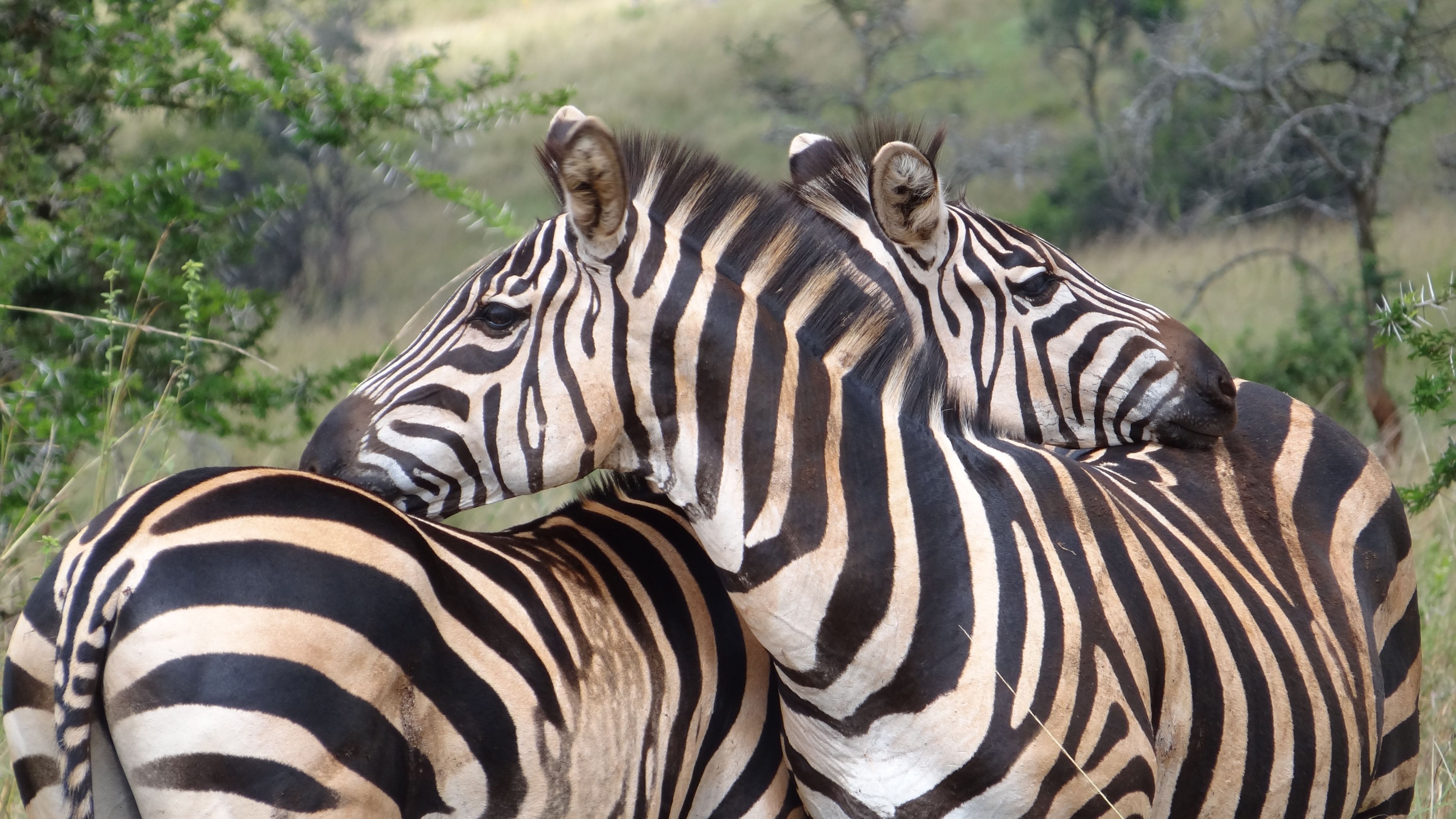 Close up of Zebras Together · Free Stock Photo