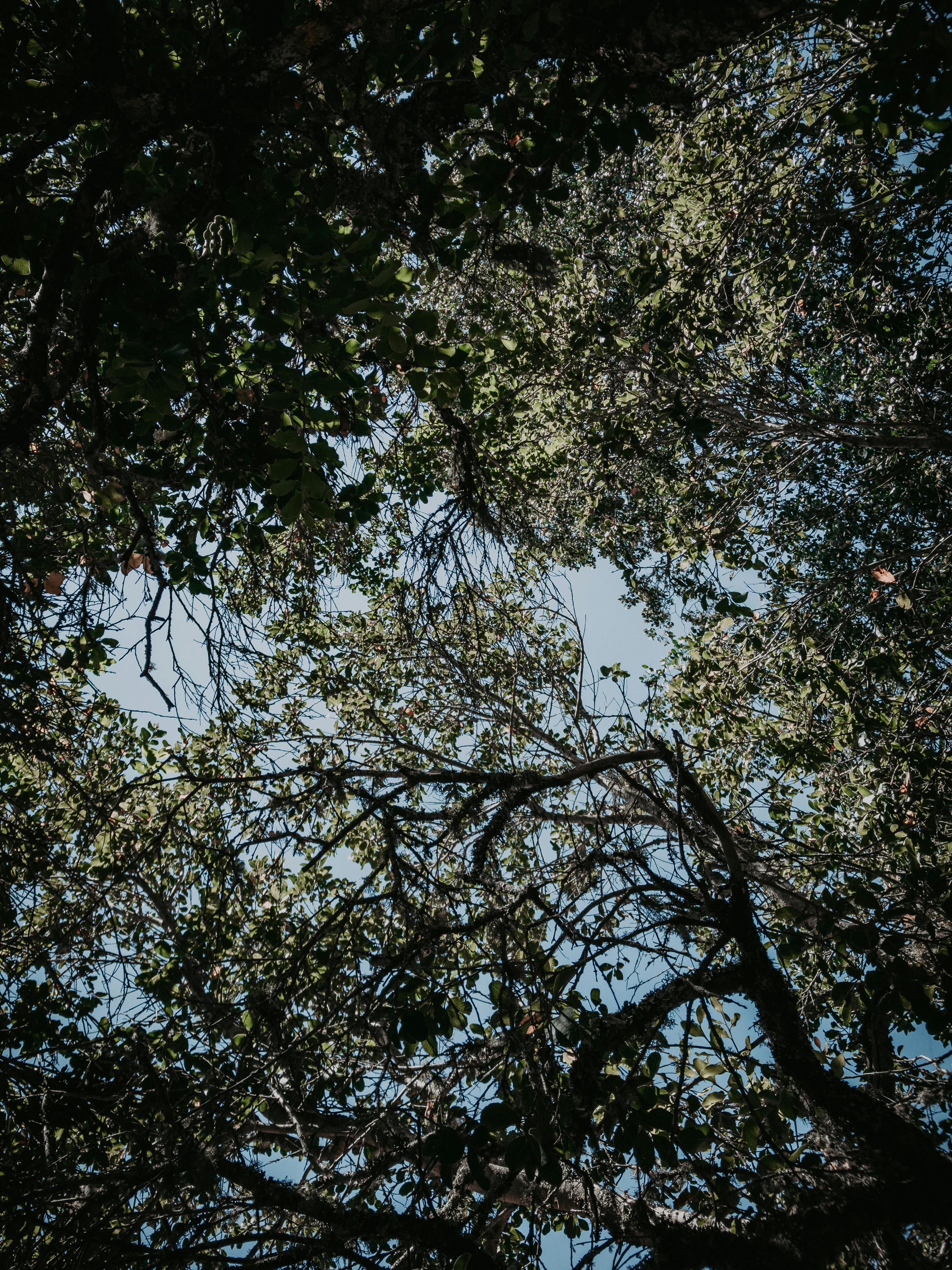 Trees From Below Photos, Download The BEST Free Trees From Below Stock ...