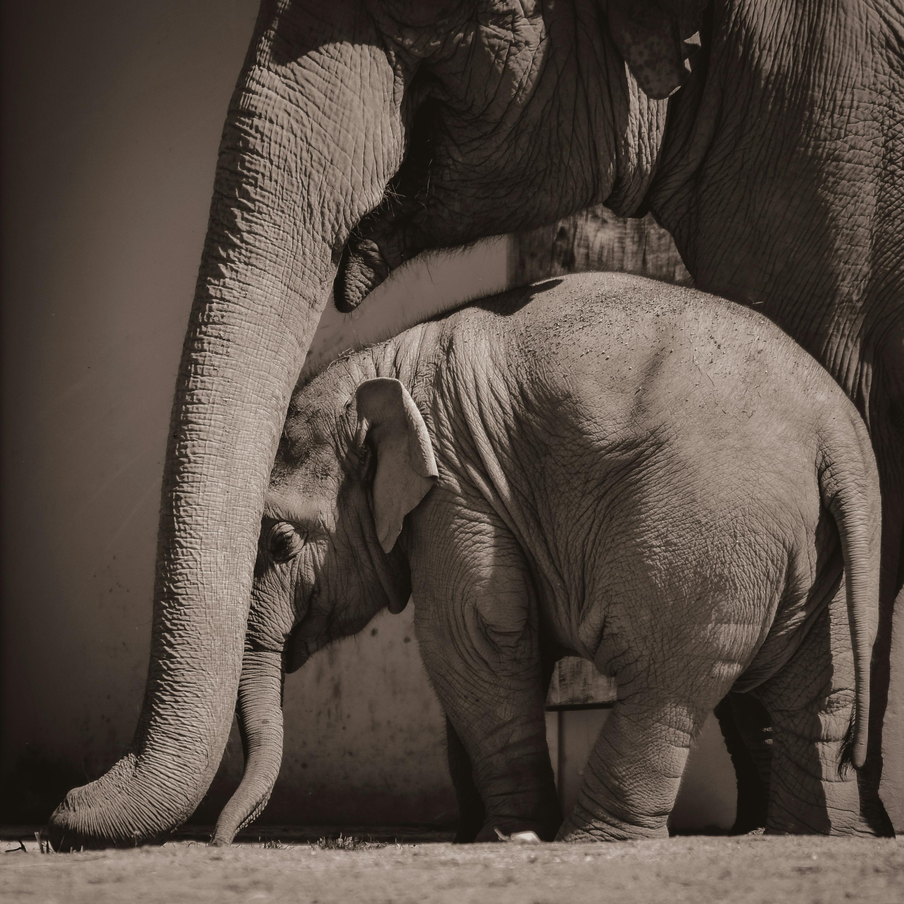 Dumbo Animal Photos, Download The BEST Free Dumbo Animal Stock Photos ...