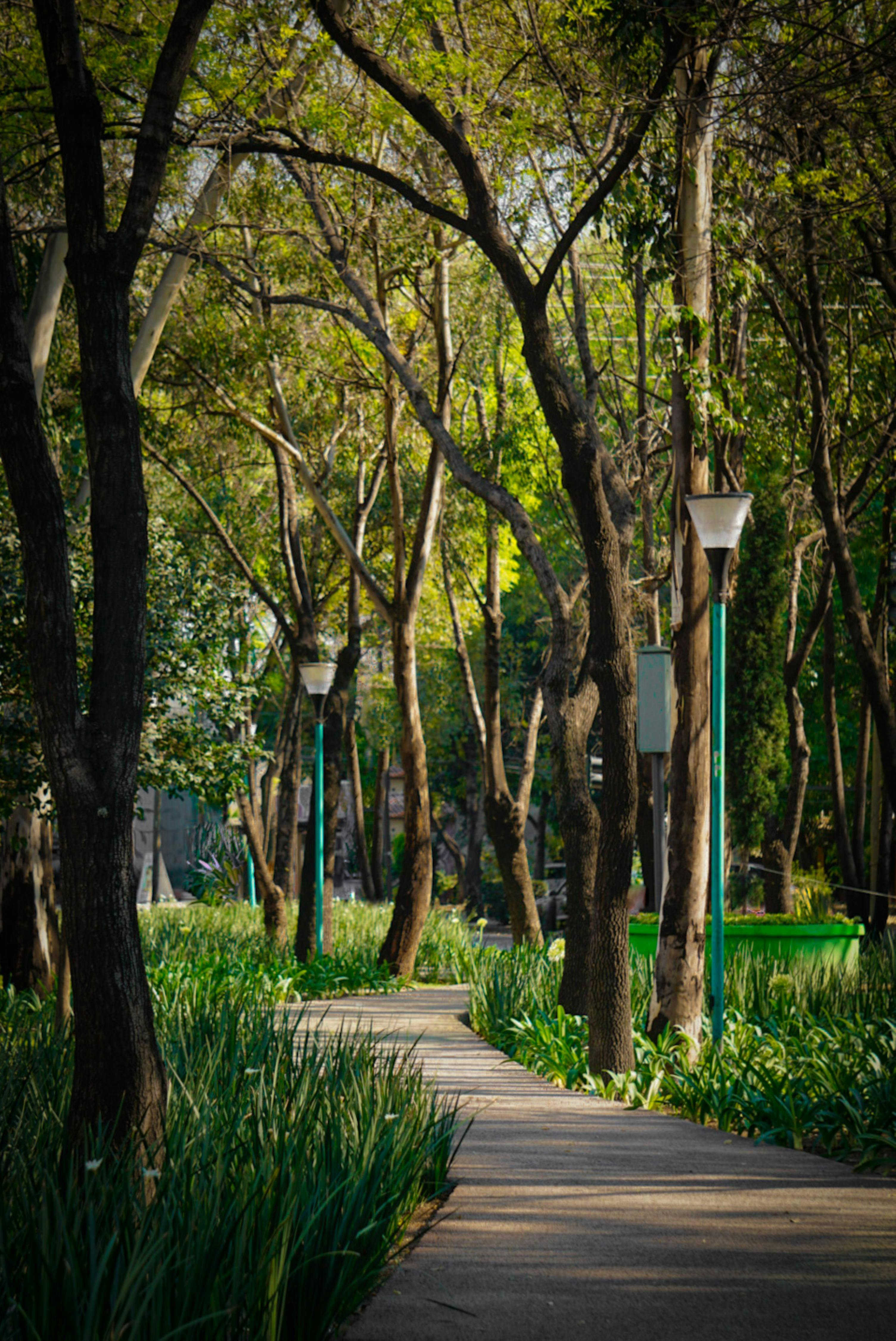 Concrete Pathway Between Green Trees · Free Stock Photo