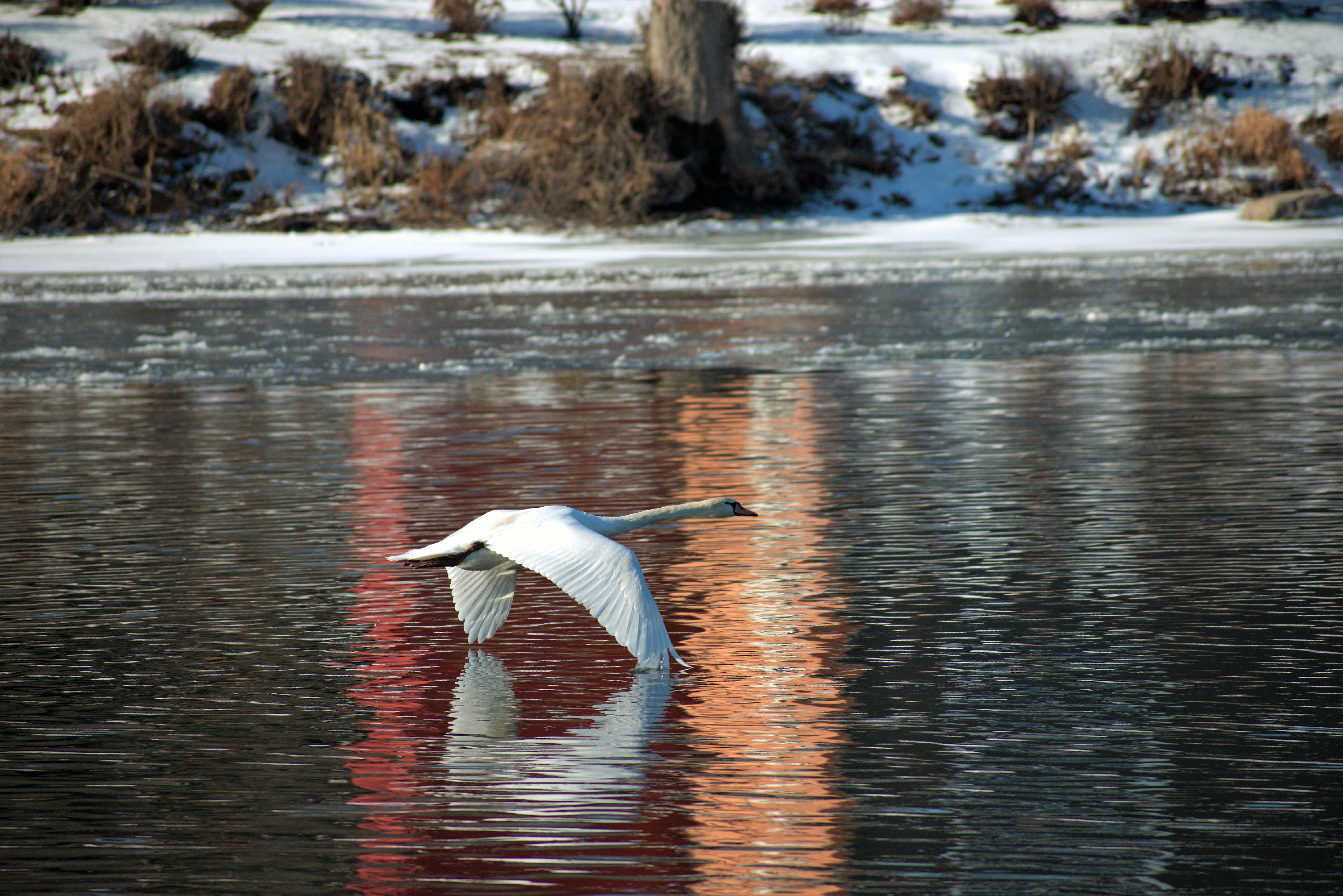 White Bird Flying Over Body of Water · Free Stock Photo