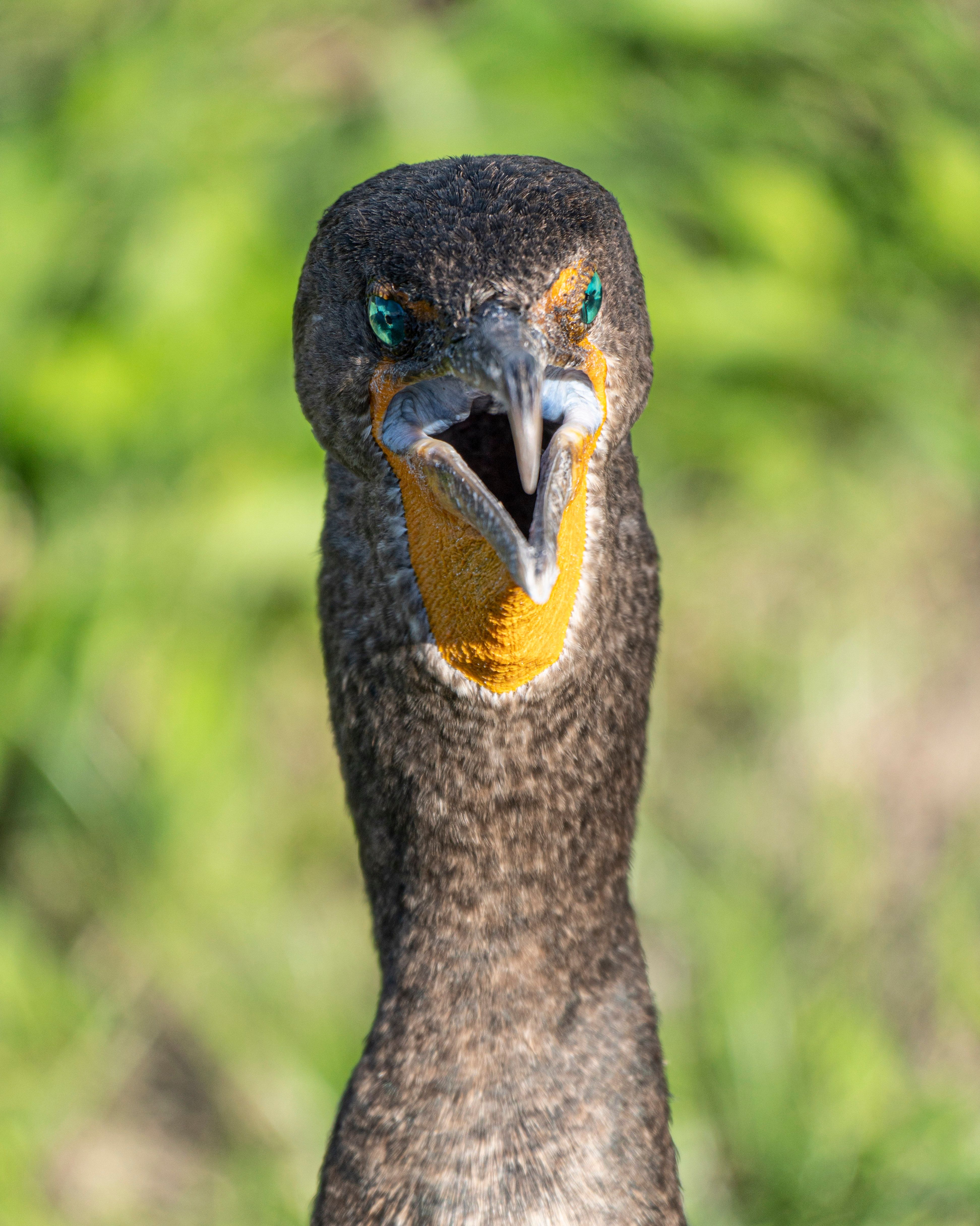 Close up of Bird Head · Free Stock Photo