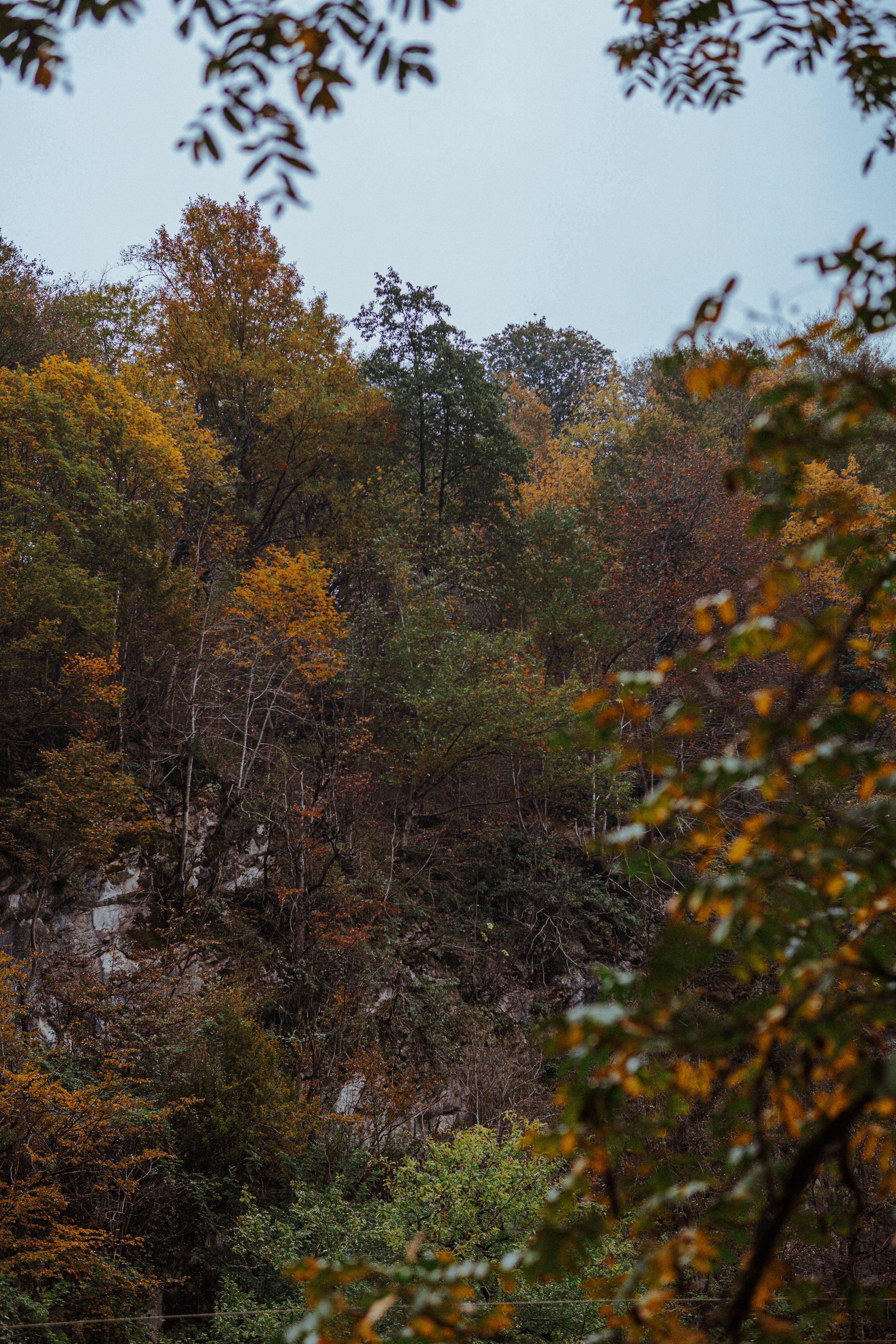 Green and Brown Trees in a Mountain · Free Stock Photo