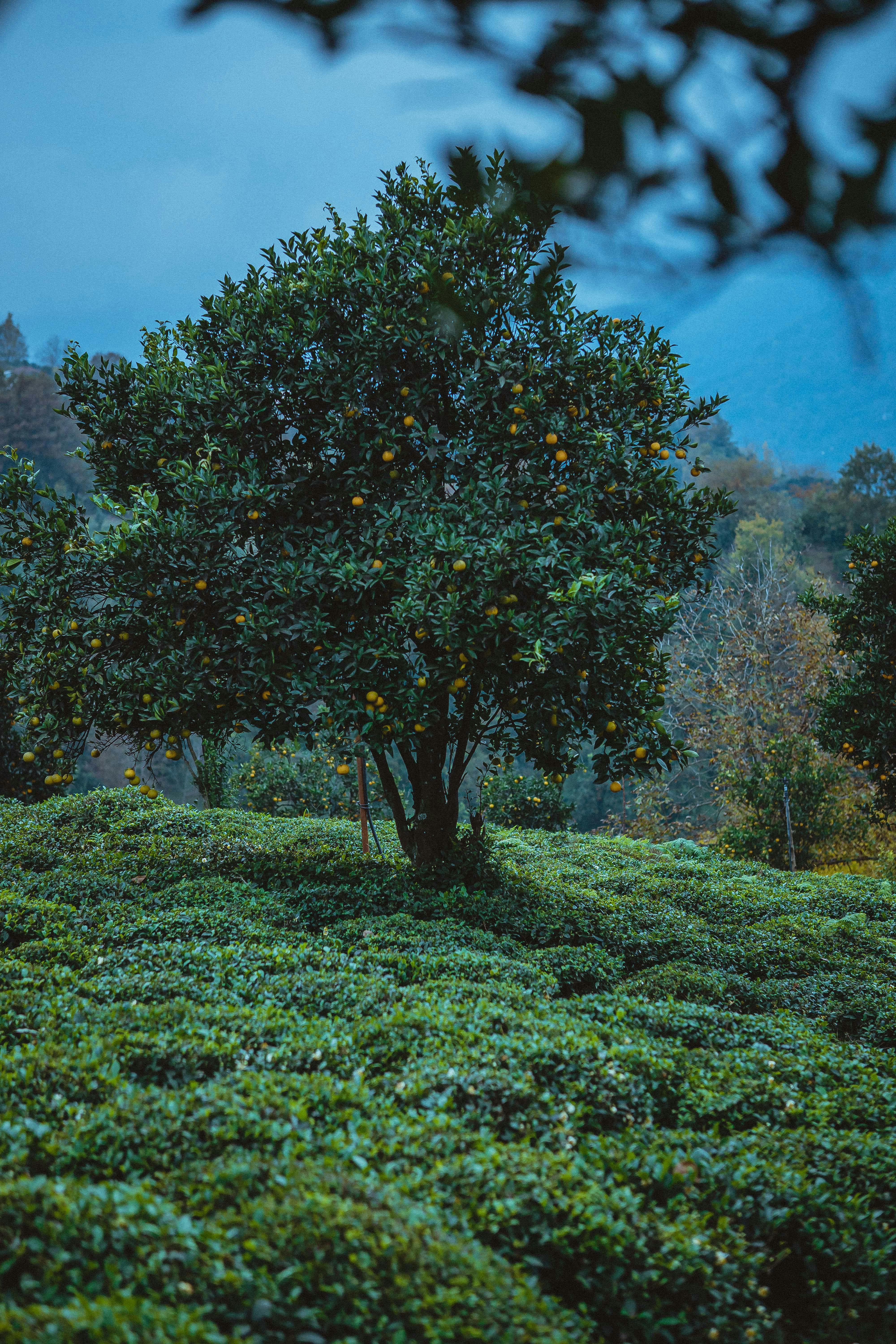 Fruit Bearing Tree surrounded with Bushes · Free Stock Photo