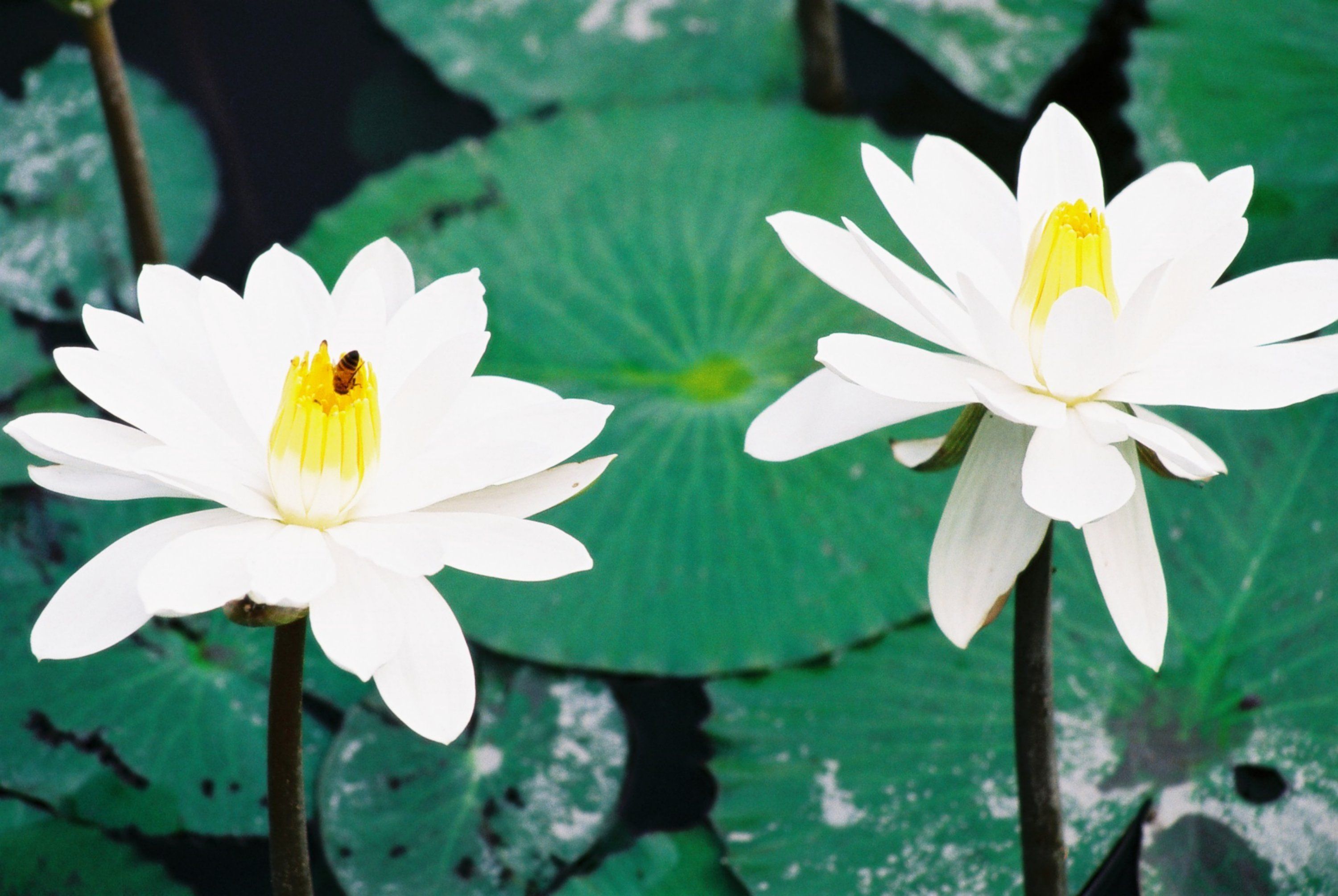 Petals of Lotus Flower · Free Stock Photo