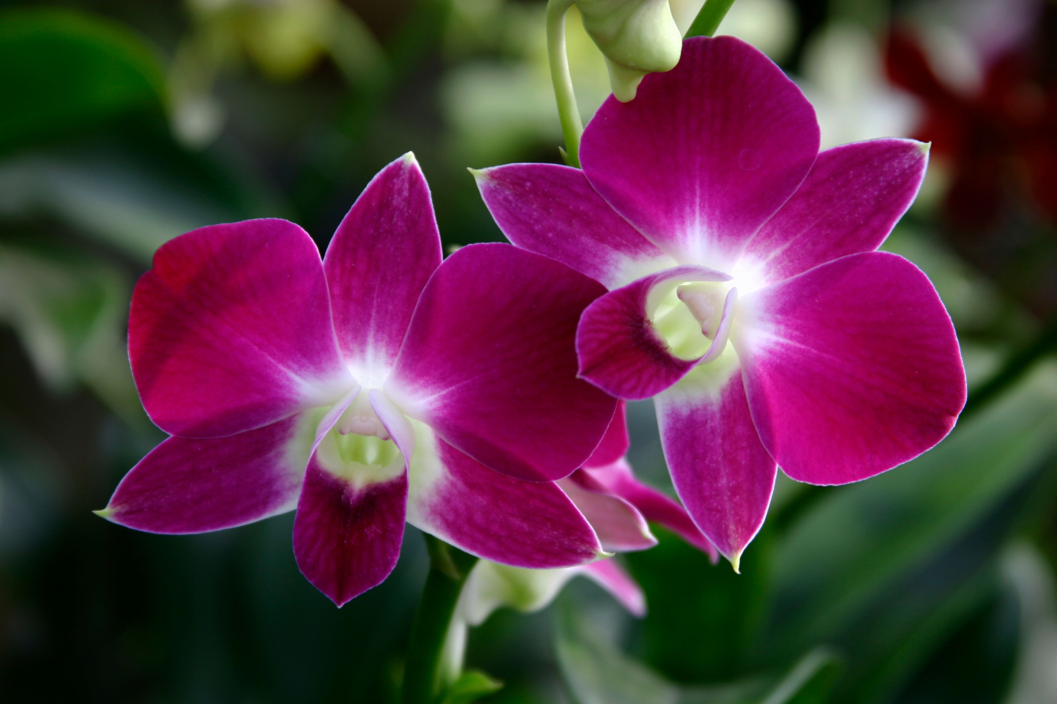 Close-up Photo of Cooktown Orchid · Free Stock Photo