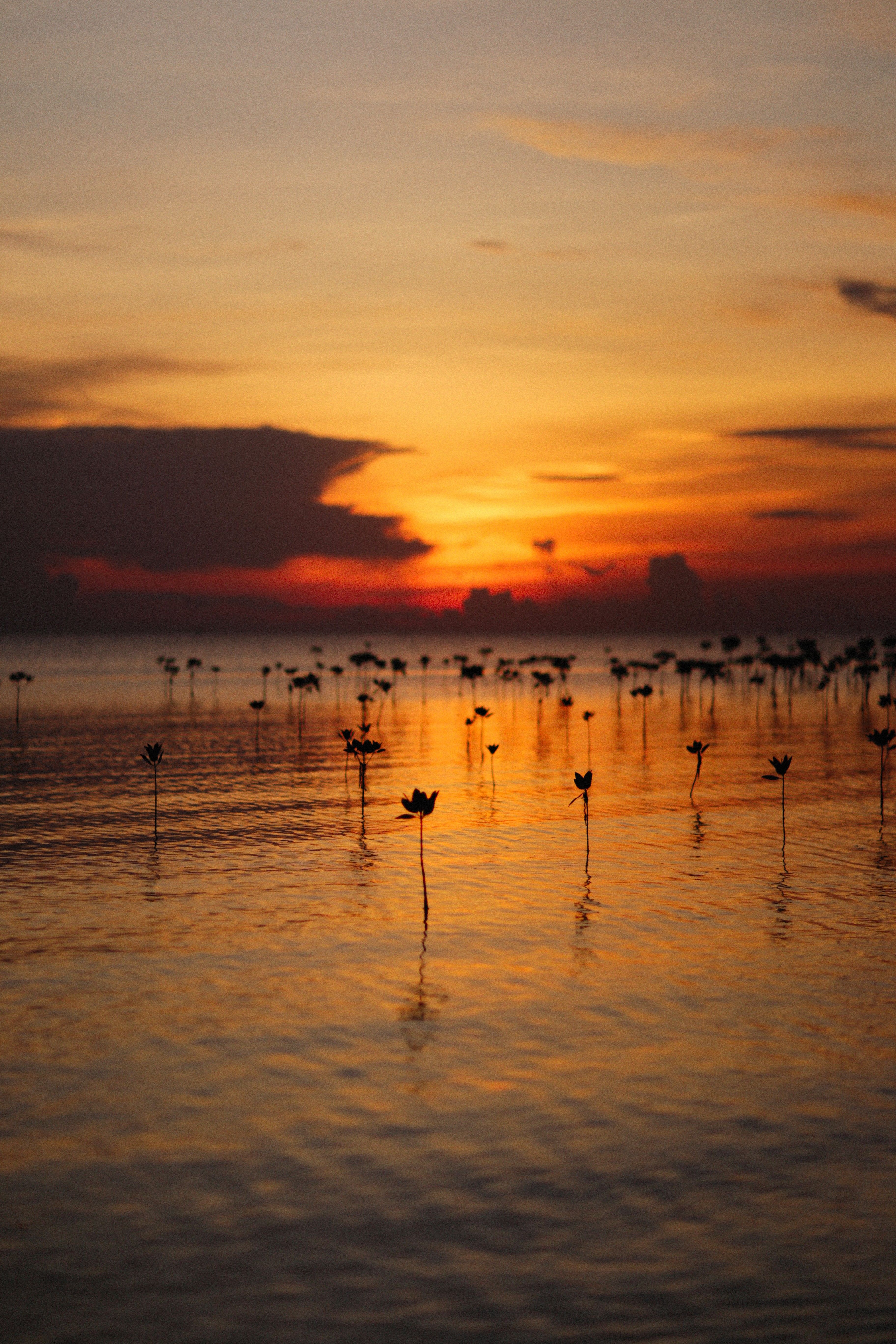 Plants on Water Against Sunset · Free Stock Photo